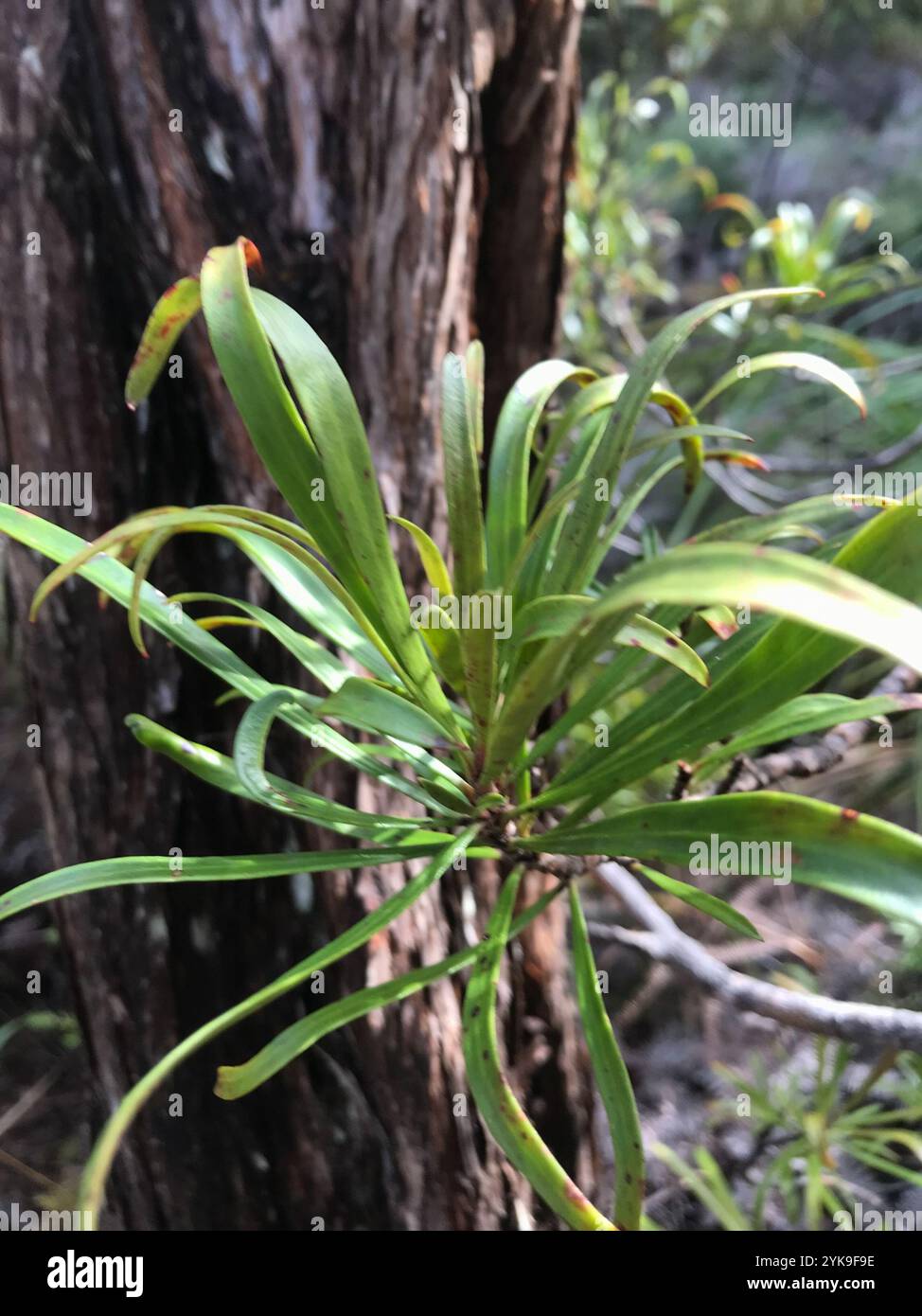 Toru (Toronia toru Stock Photo - Alamy