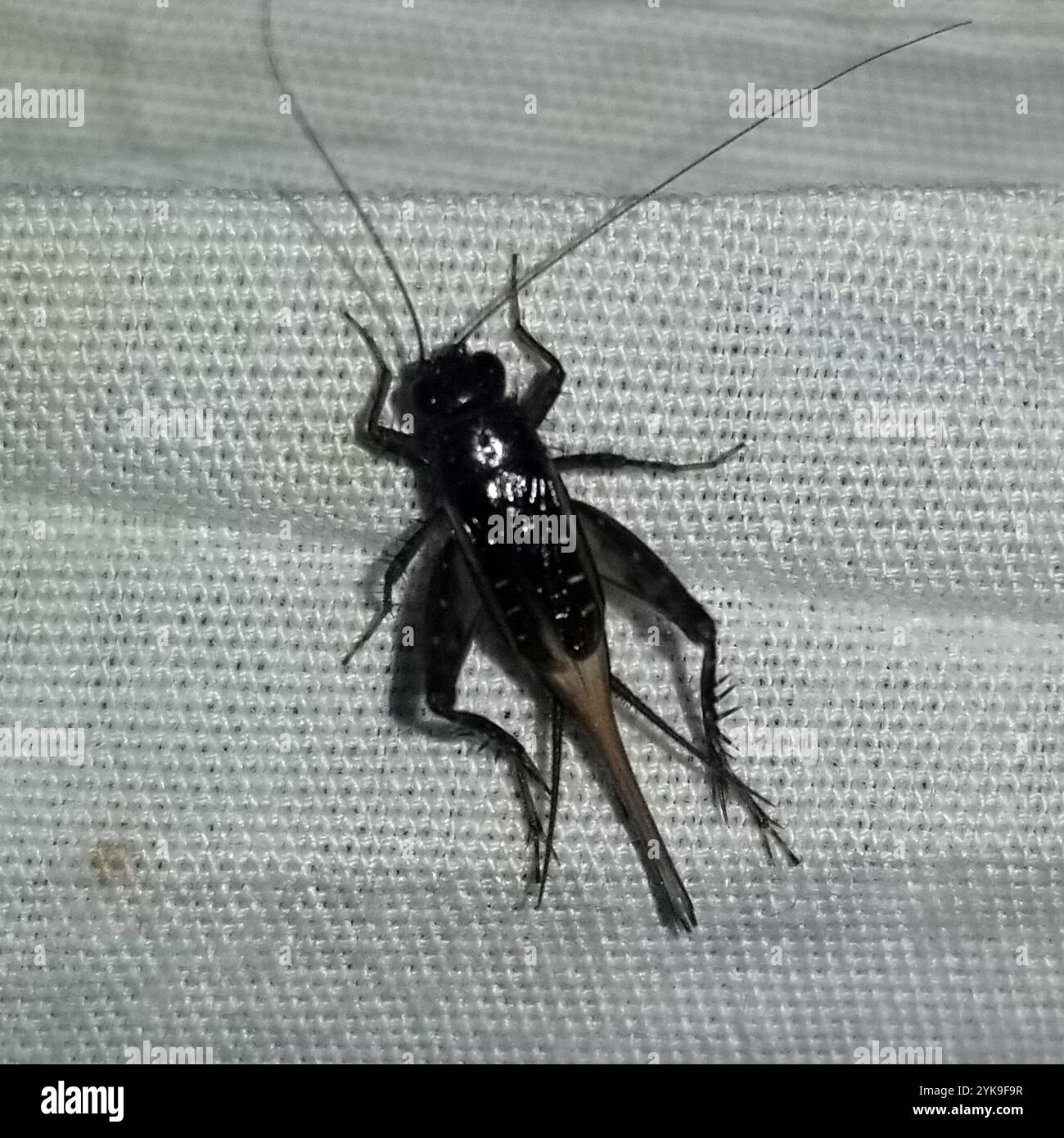 Robust Ground Crickets (Allonemobius Stock Photo - Alamy