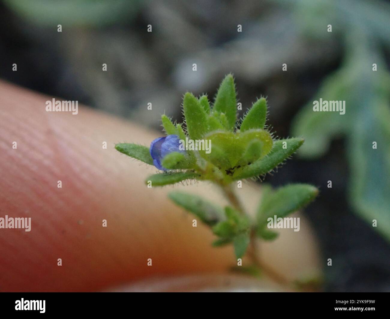 Spring Speedwell (Veronica verna Stock Photo - Alamy