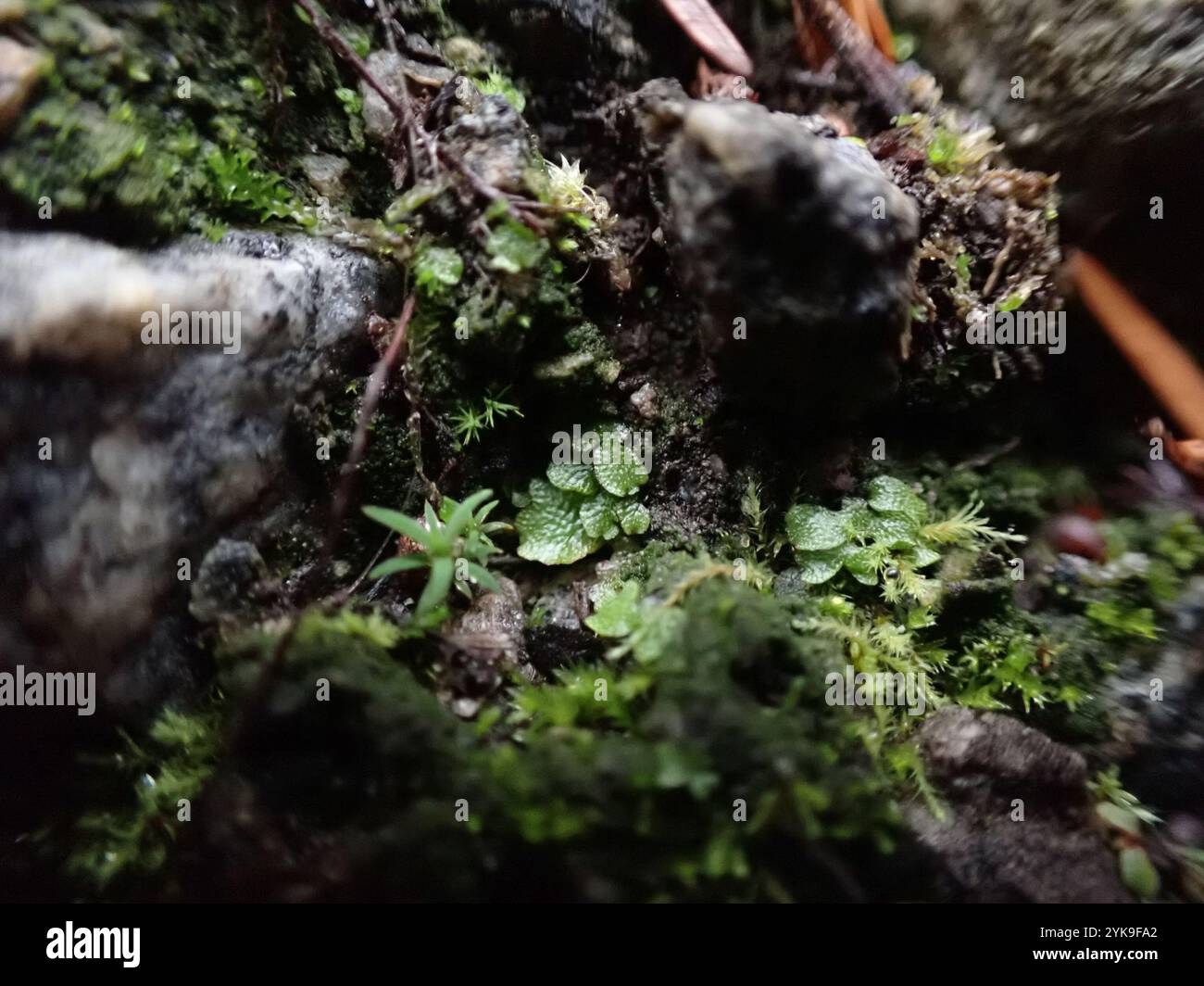 Complex thallose liverworts (Marchantiales Stock Photo - Alamy