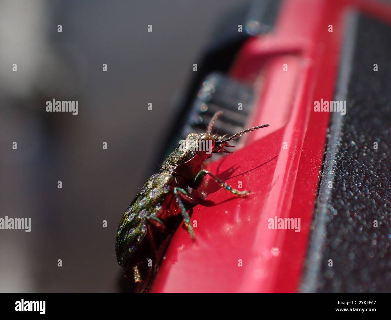 Marsh ground beetles hi-res stock photography and images - Alamy