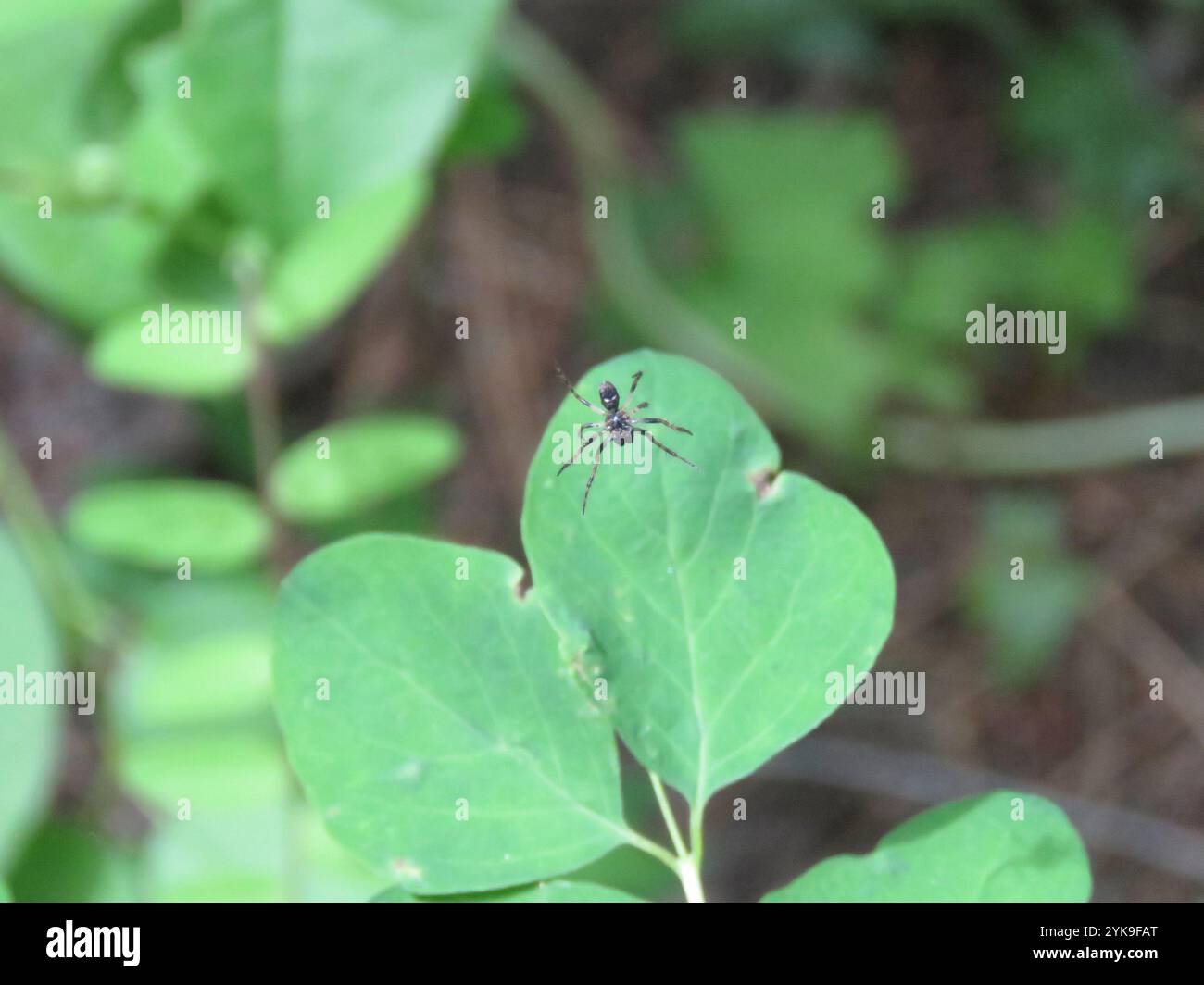 Conical Trashline Orbweaver (Cyclosa conica Stock Photo - Alamy