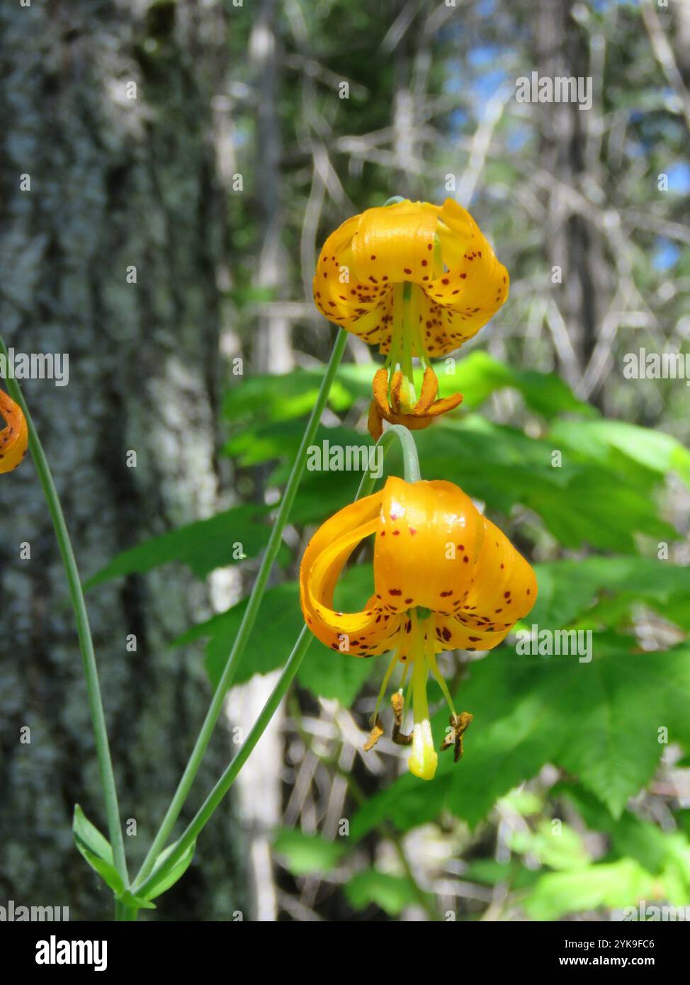 Columbia lily (Lilium columbianum Stock Photo - Alamy