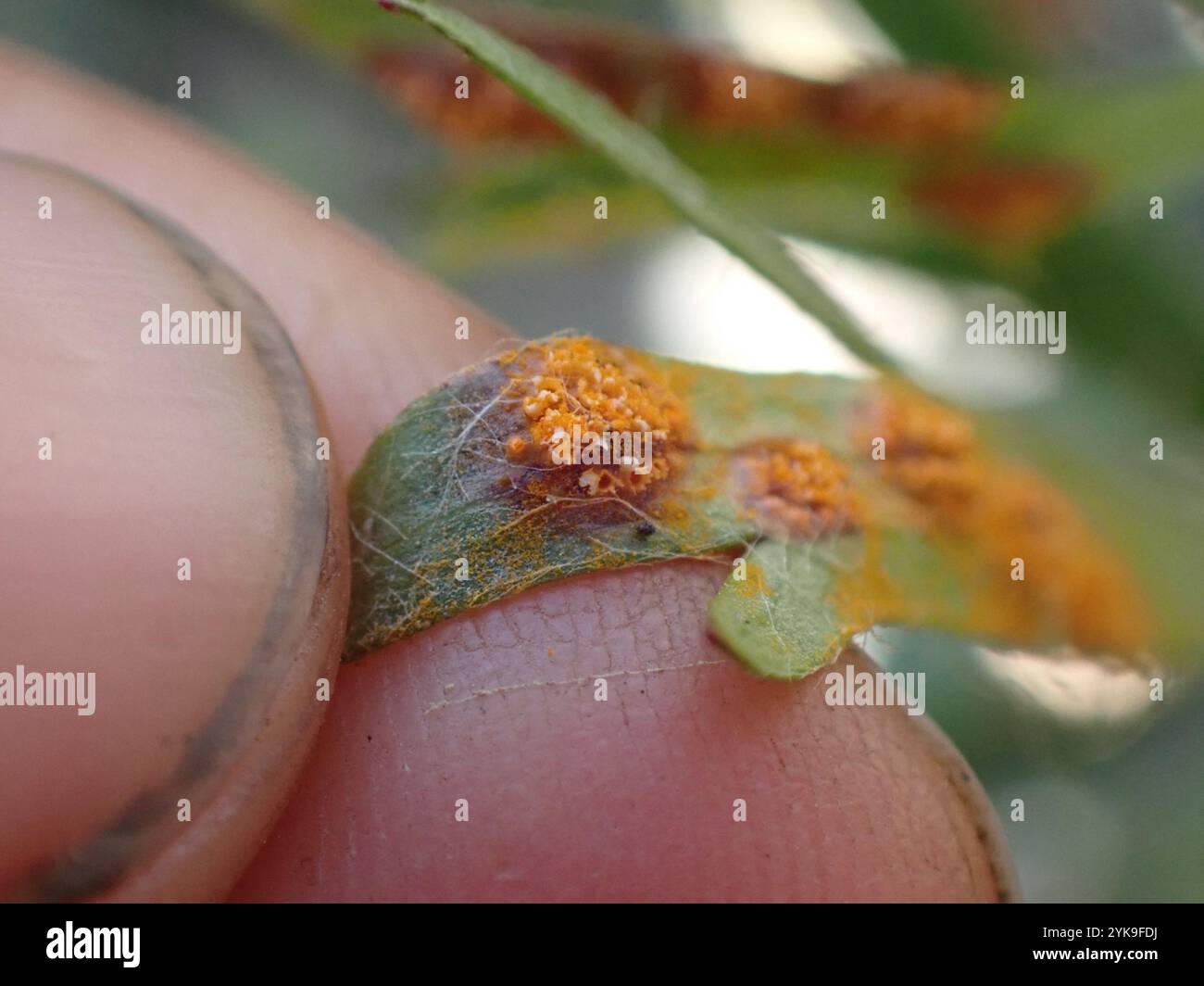 rust fungi (Pucciniales Stock Photo - Alamy