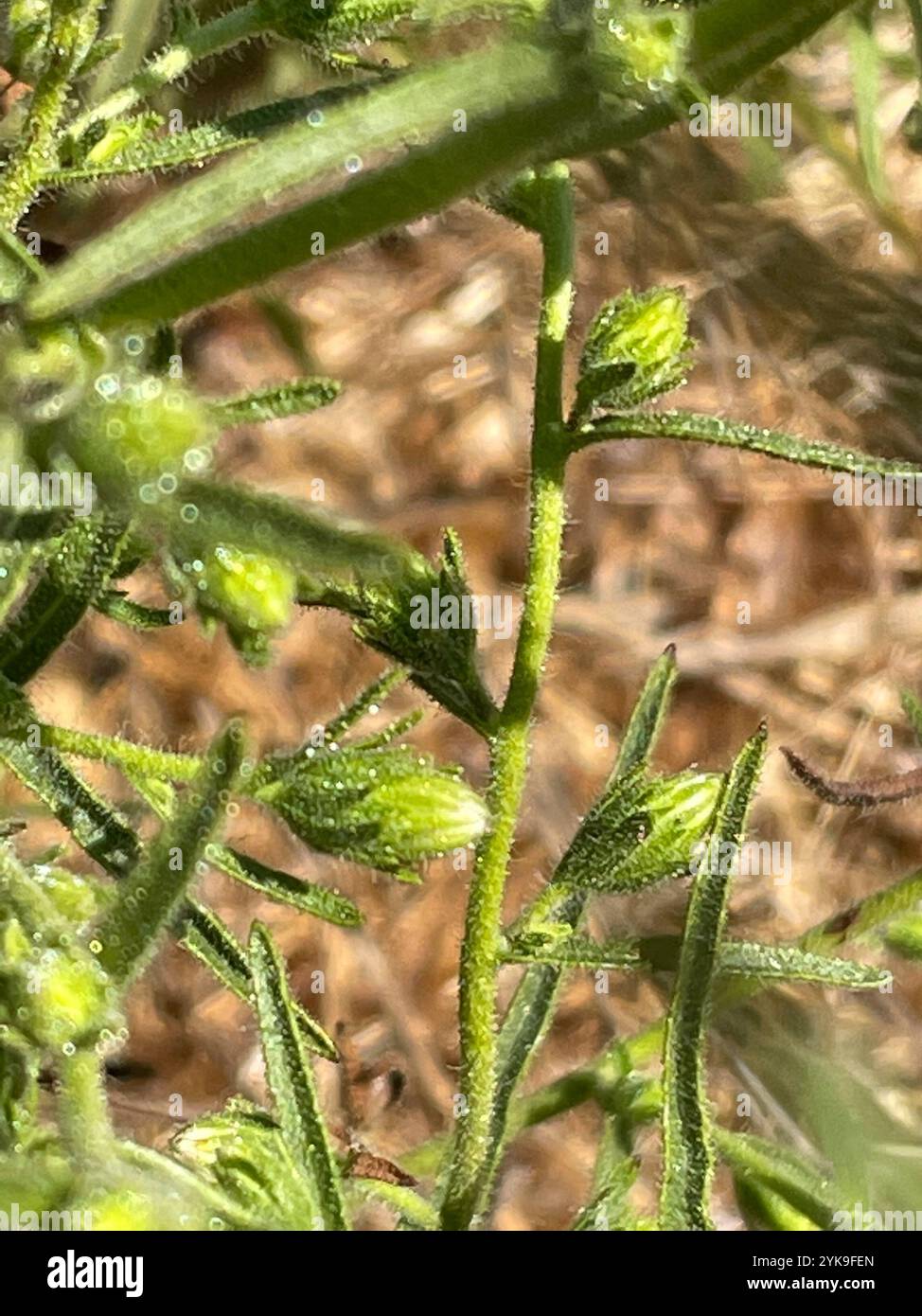 Stinkwort (Dittrichia graveolens Stock Photo - Alamy