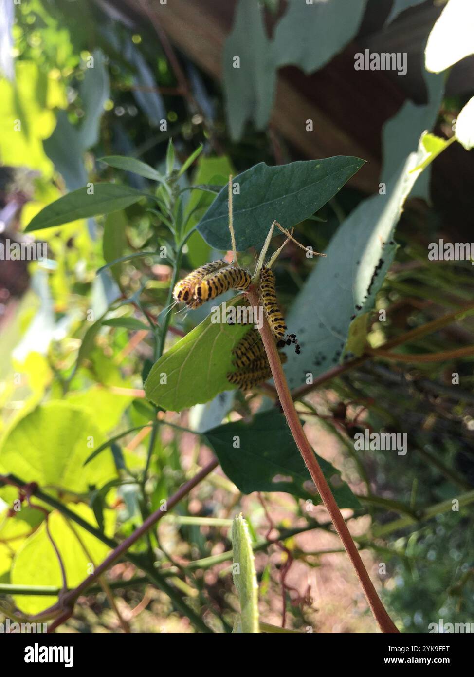 Grapeleaf Skeletonizer Moth (Harrisina americana Stock Photo - Alamy