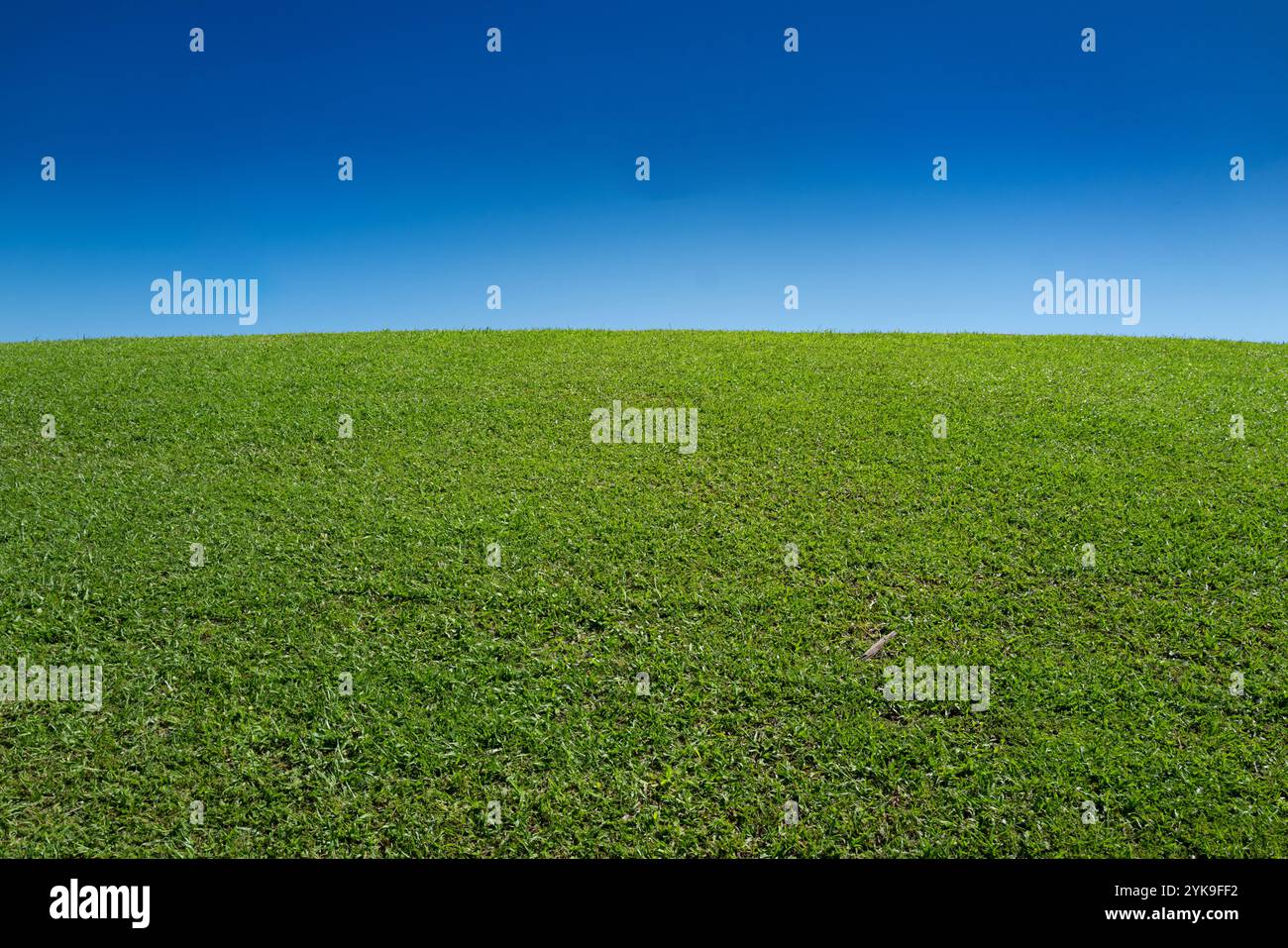Landscape of green grass field. Blue sky and clouds background. Green ...