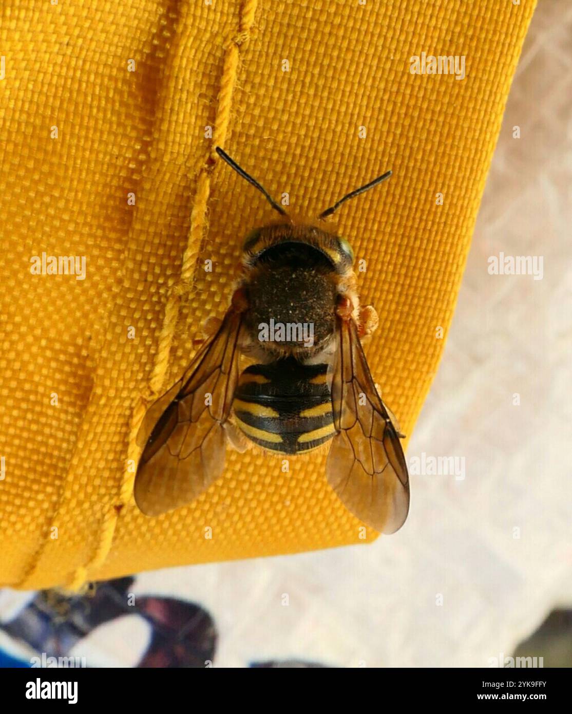 Oblongatum hi-res stock photography and images - Alamy