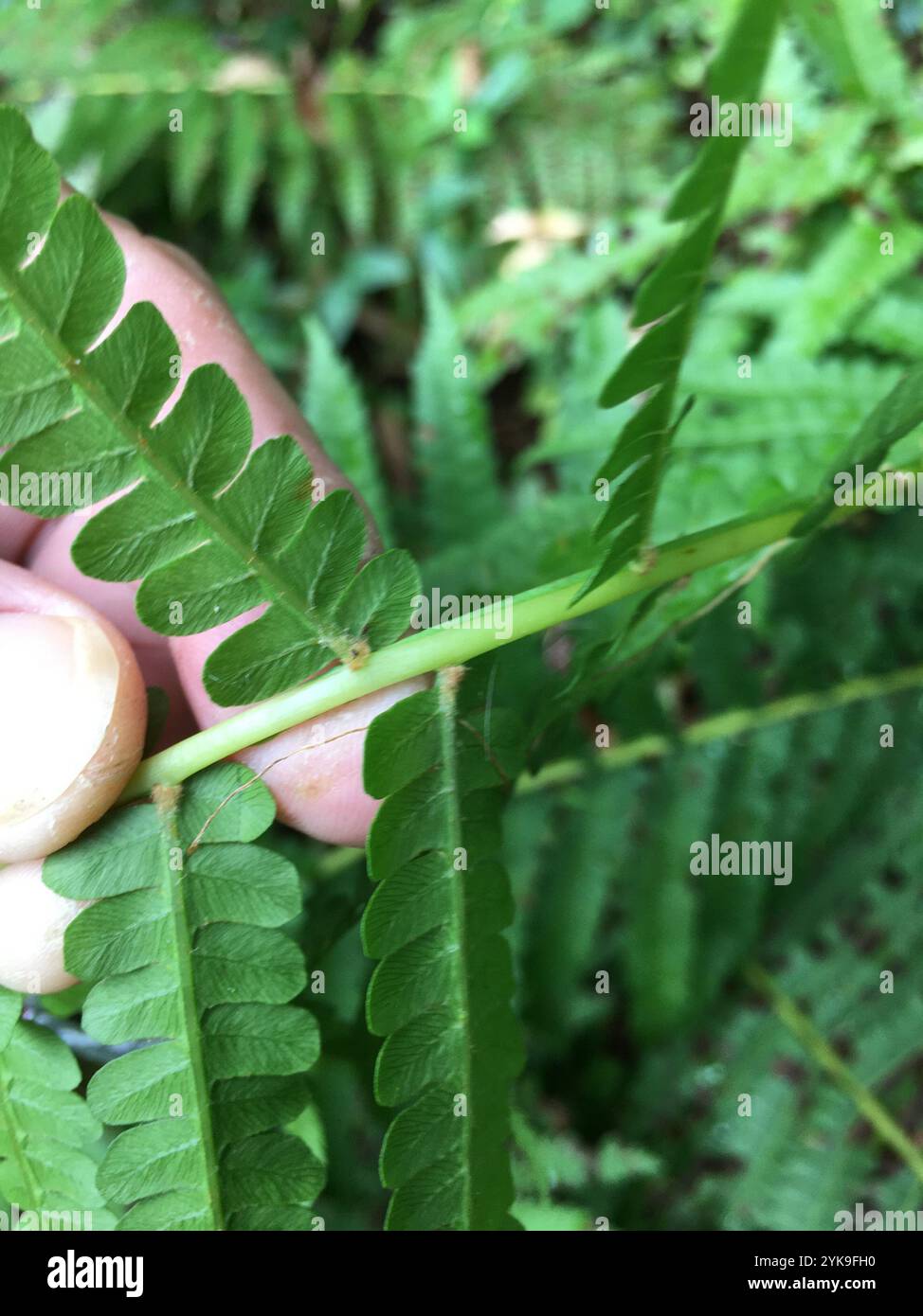 cinnamon fern (Osmundastrum cinnamomeum Stock Photo - Alamy