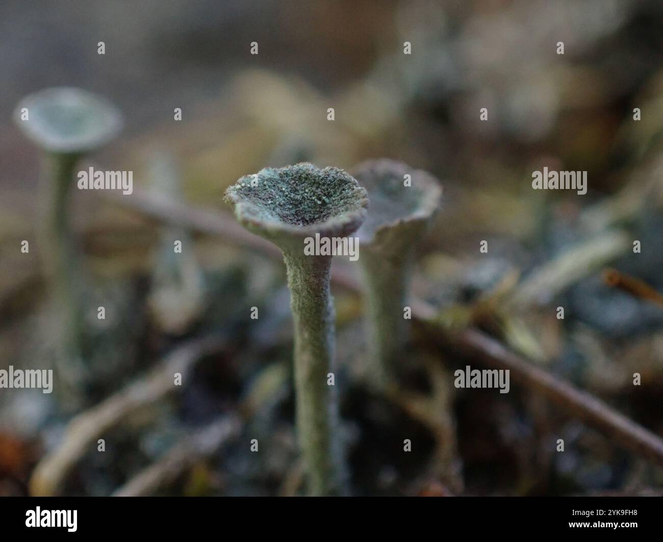 pixie cup and reindeer lichens (Cladonia Stock Photo - Alamy