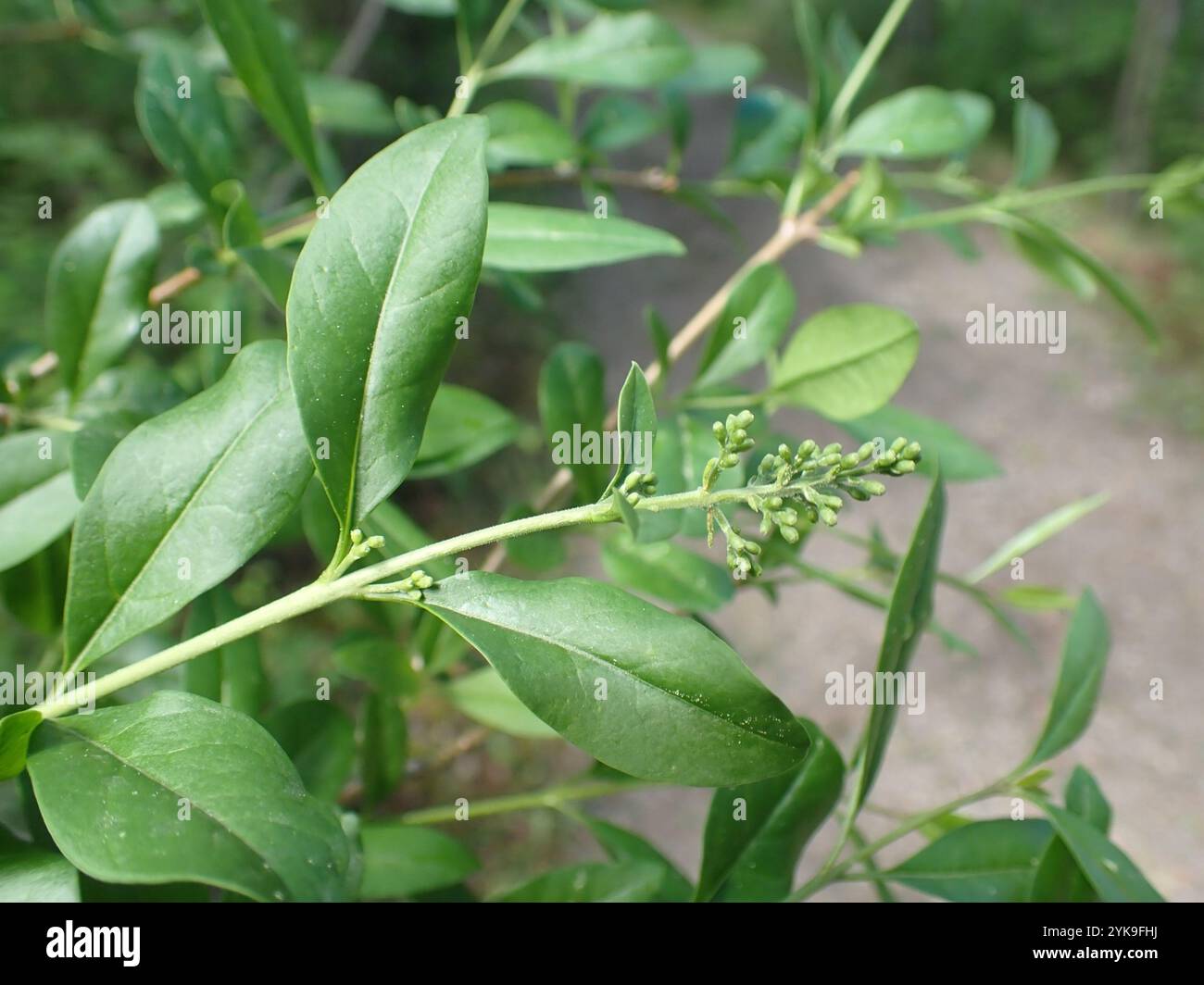 Common Privet (Ligustrum vulgare Stock Photo - Alamy