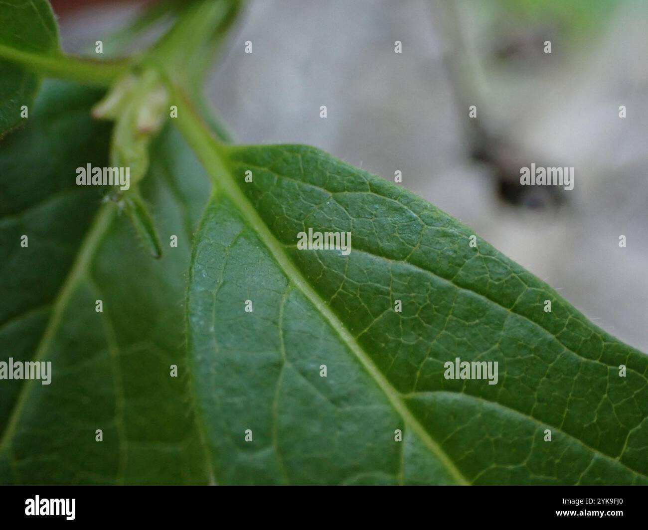 twinberry honeysuckle (Lonicera involucrata Stock Photo - Alamy