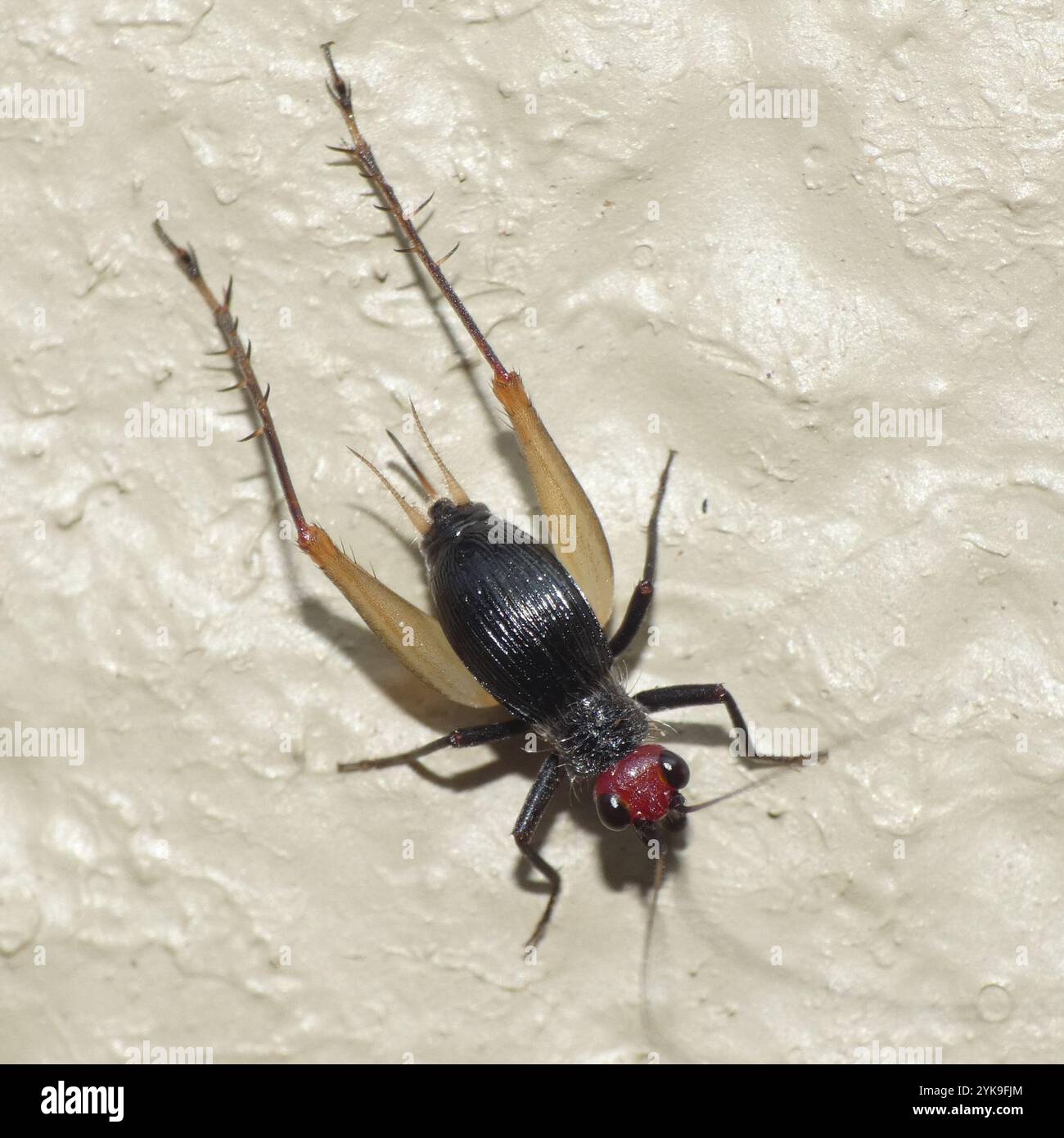 Trigs, Sword-tailed Crickets, and Ground Crickets (Trigonidiidae Stock ...