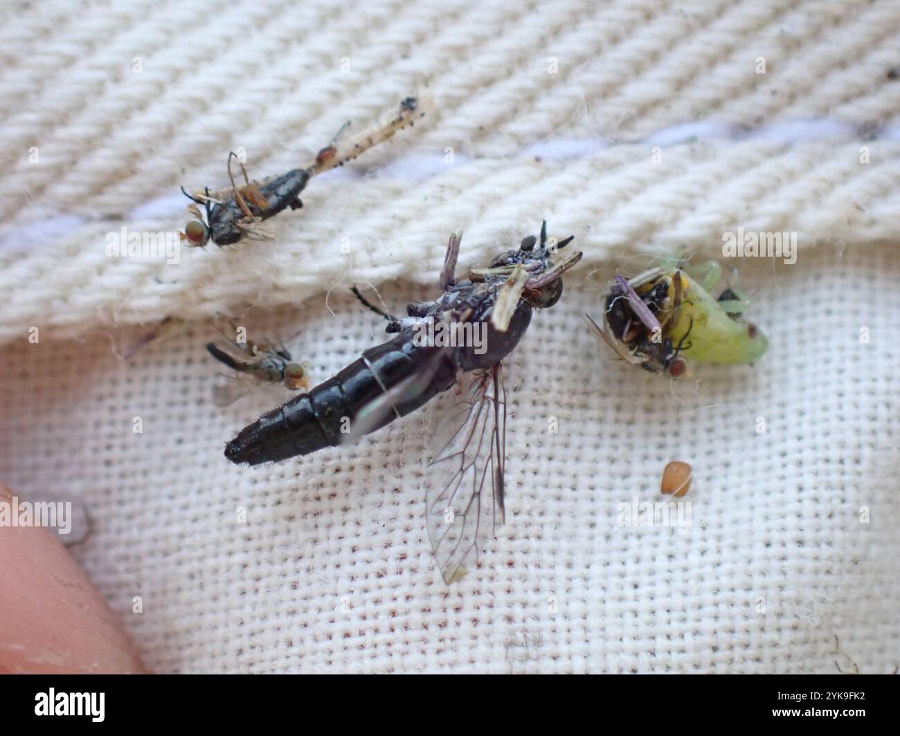 Stiletto Flies (Therevidae Stock Photo - Alamy