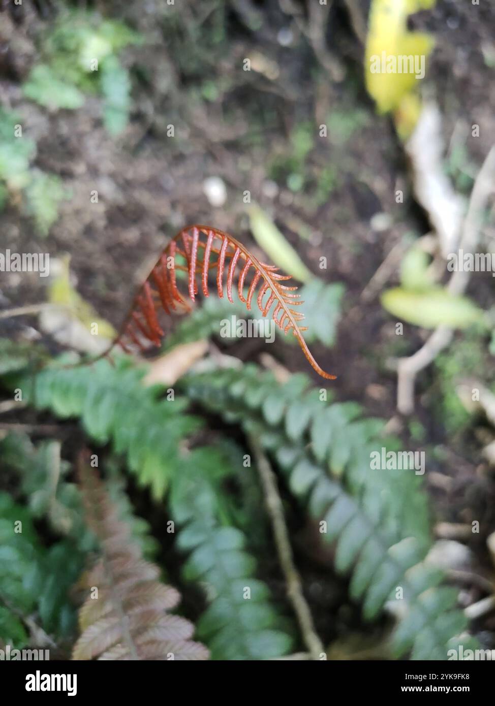 Blechnum chambersii hi-res stock photography and images - Alamy