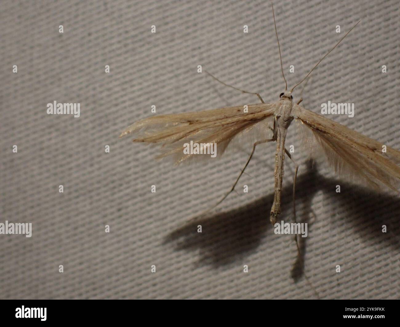 Plume Moths (Pterophoridae Stock Photo - Alamy