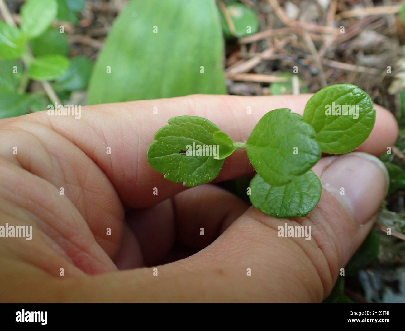 Twinflower (Linnaea borealis Stock Photo - Alamy