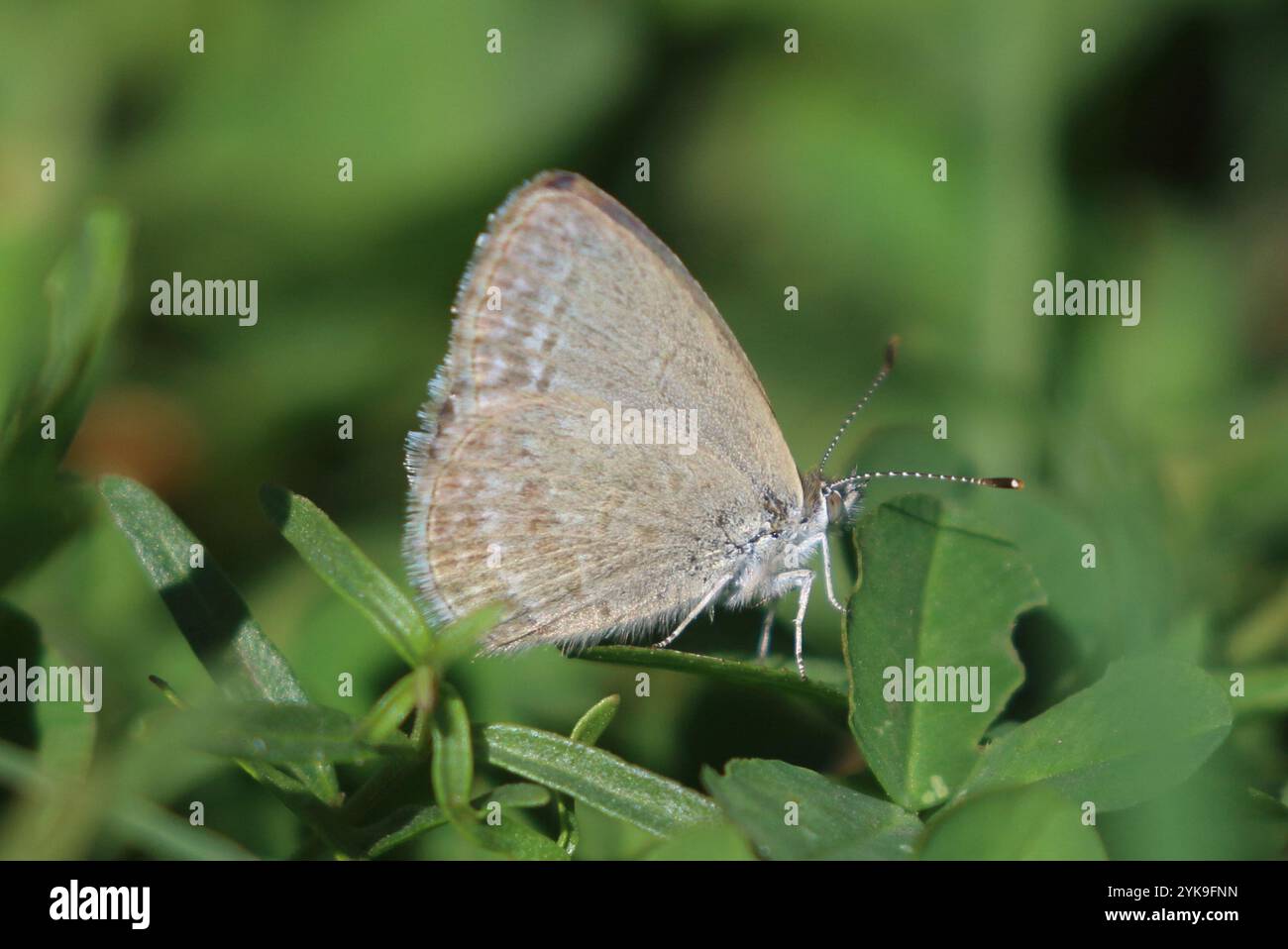 Common Grass-blue (Zizina otis labradus Stock Photo - Alamy