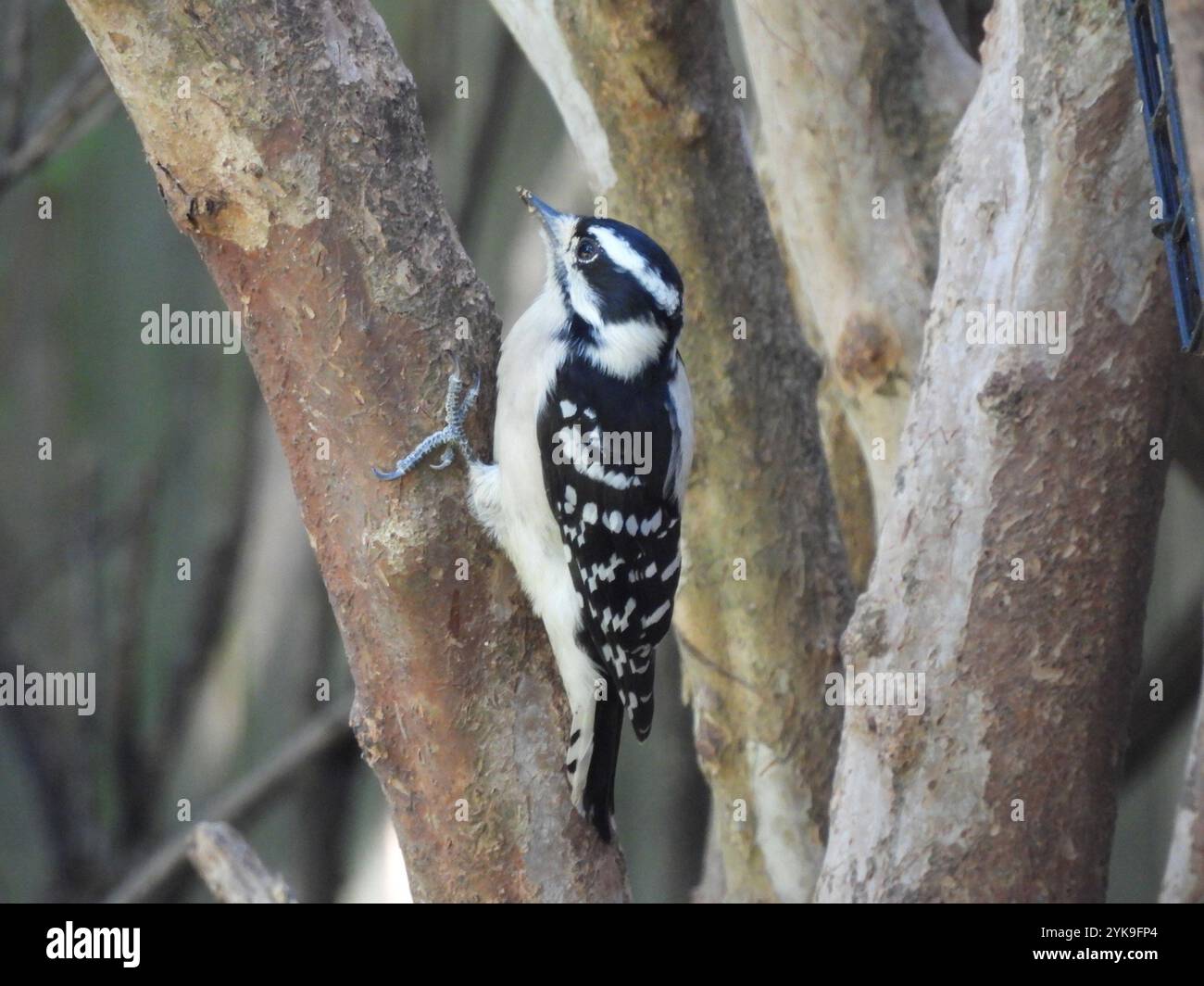 Downy Woodpecker (Dryobates pubescens Stock Photo - Alamy