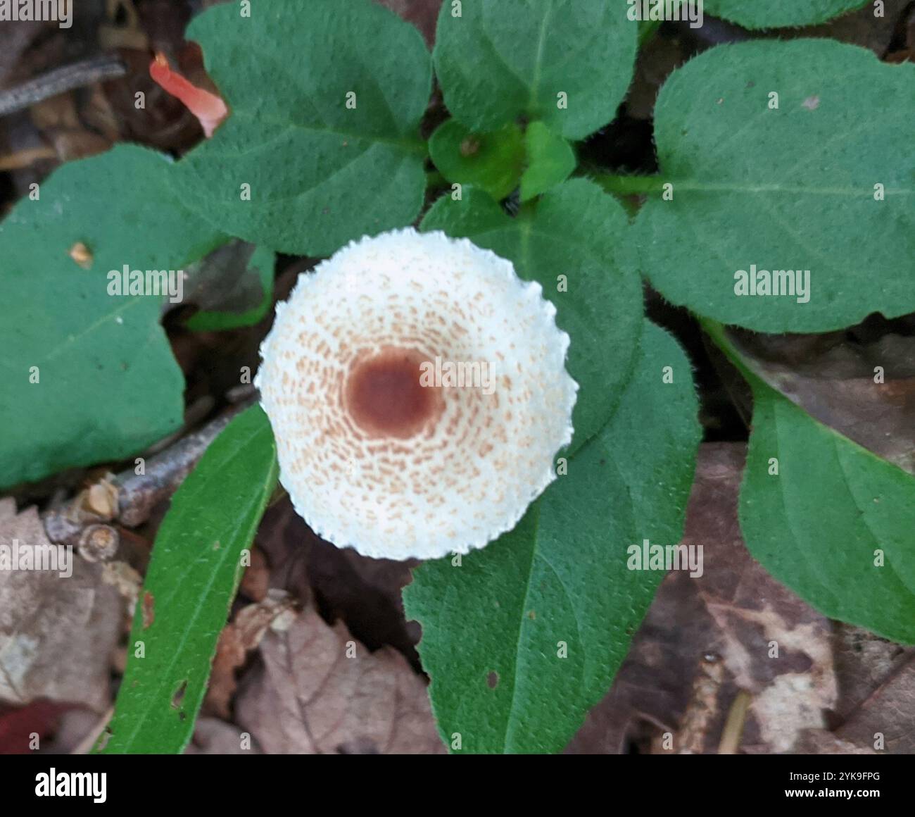 Stinking dapperling hi-res stock photography and images - Alamy