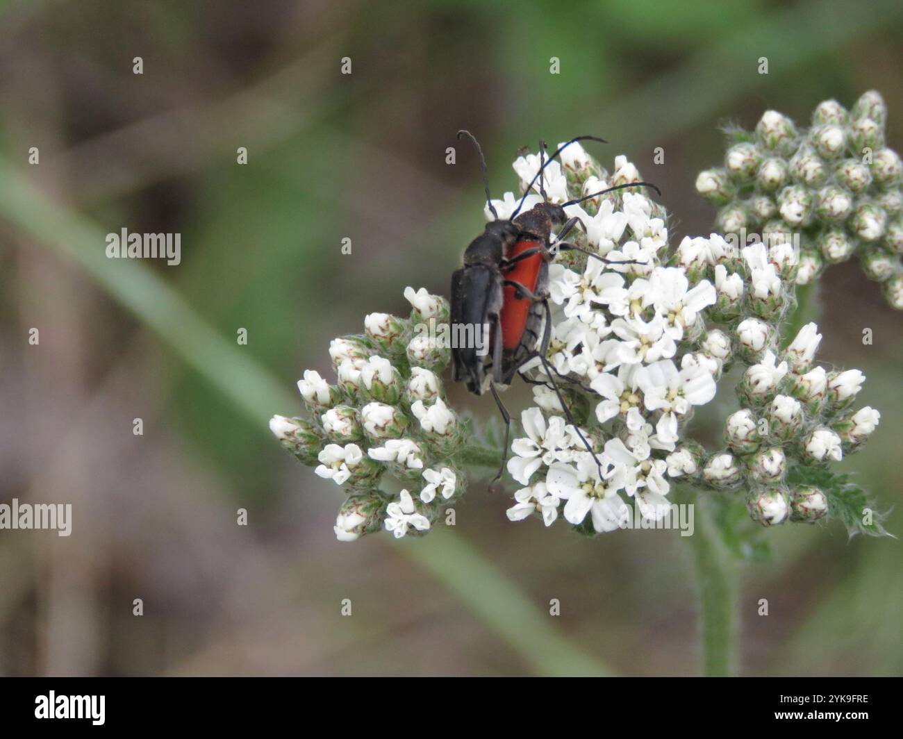 Dimorphic Flower Longhorn Beetle (Anastrangalia laetifica Stock Photo ...