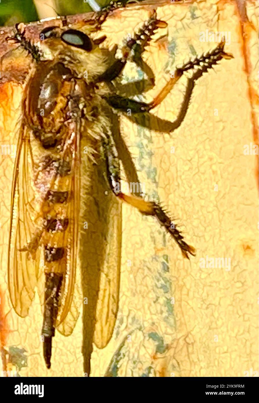 Red-footed Cannibal Fly (Promachus rufipes Stock Photo - Alamy