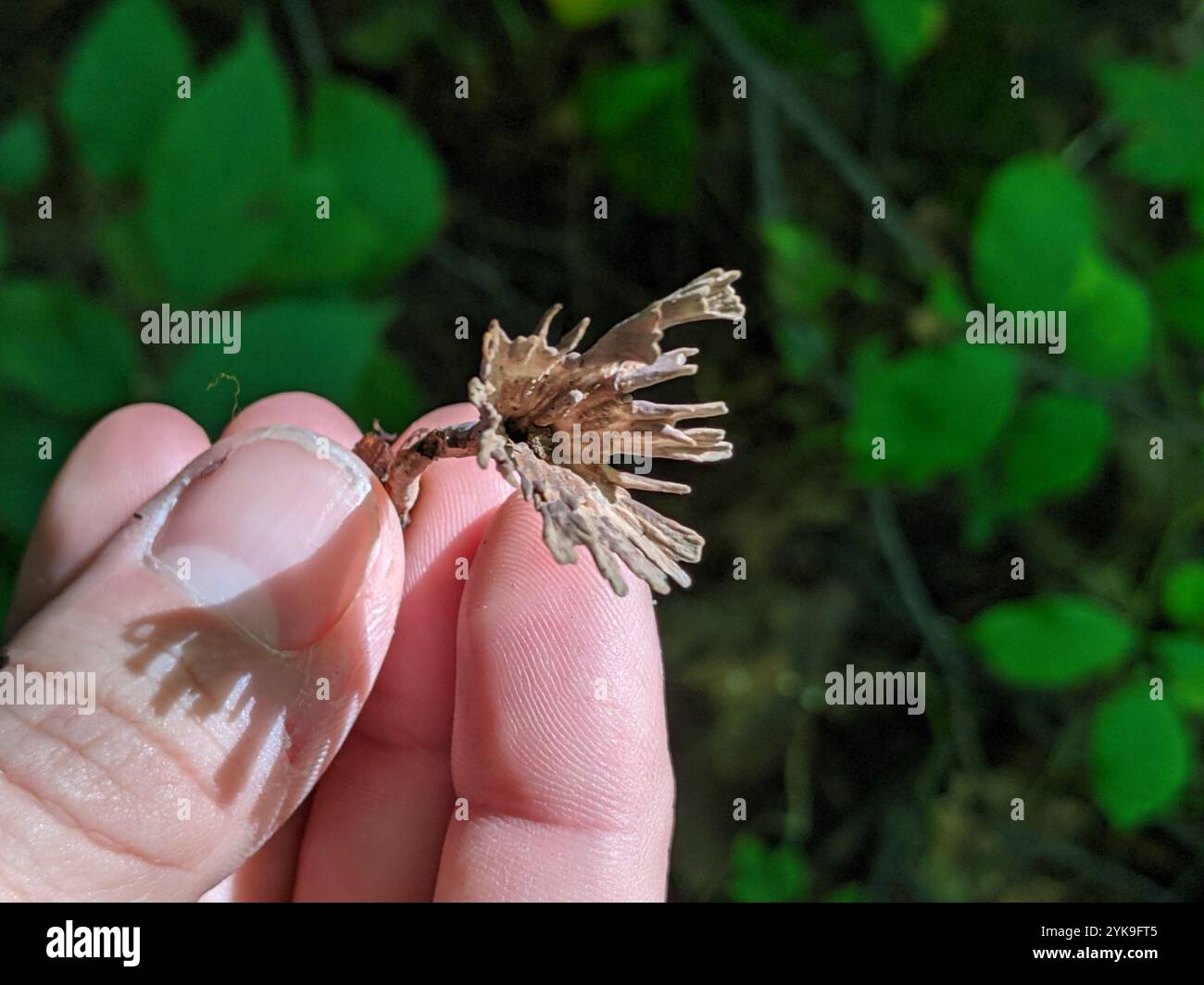 Stereopsis hi-res stock photography and images - Alamy
