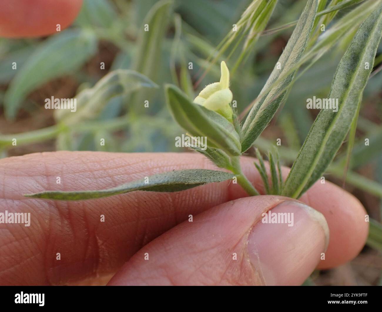 western stoneseed (Lithospermum ruderale Stock Photo - Alamy