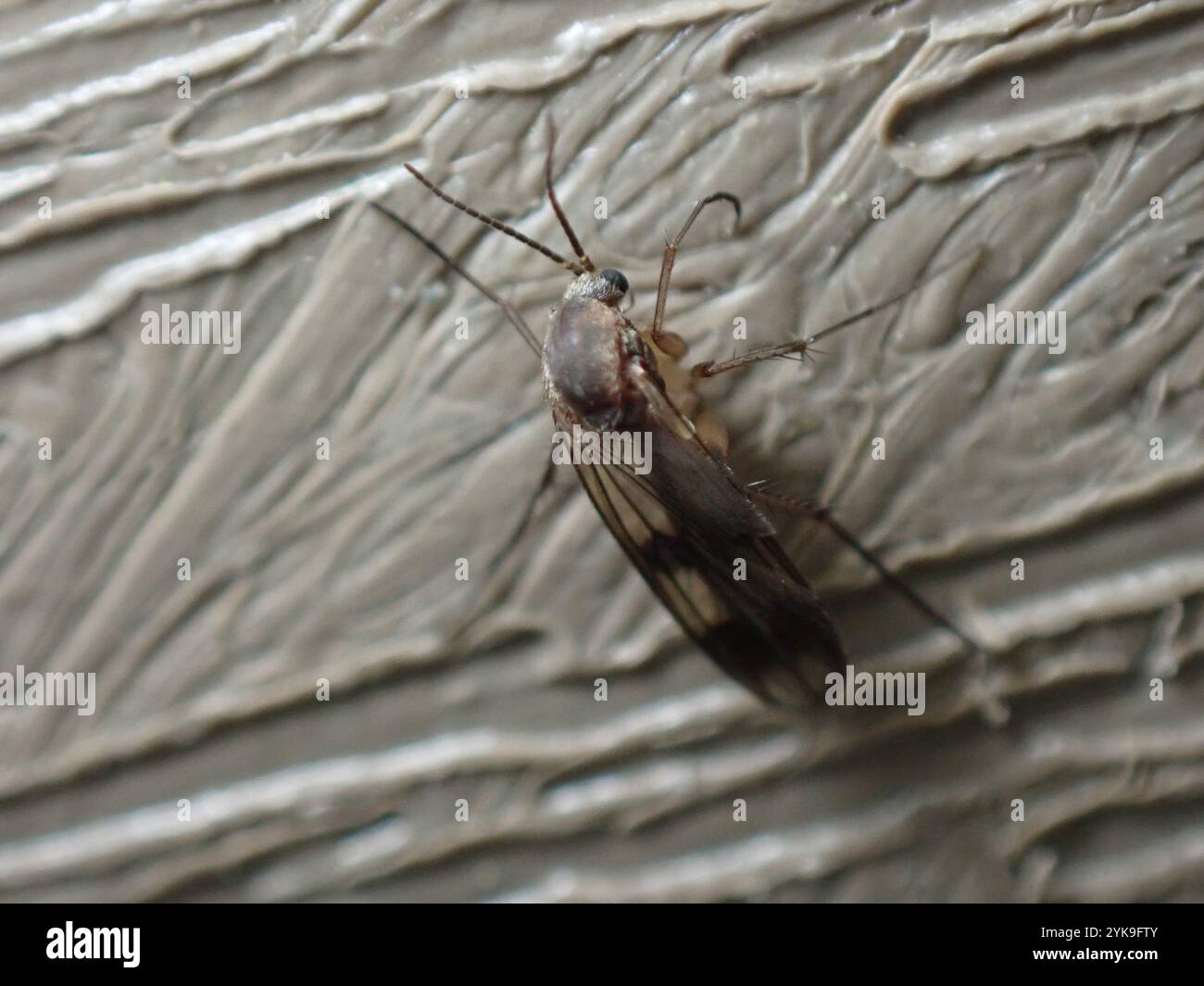 Fungus Gnats and Gall Midges (Sciaroidea Stock Photo - Alamy