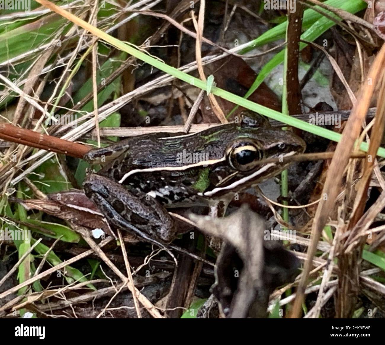 Southern Leopard Frog (Lithobates sphenocephalus Stock Photo - Alamy