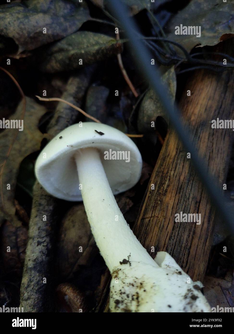 Eastern North American Destroying Angel (Amanita bisporigera Stock ...