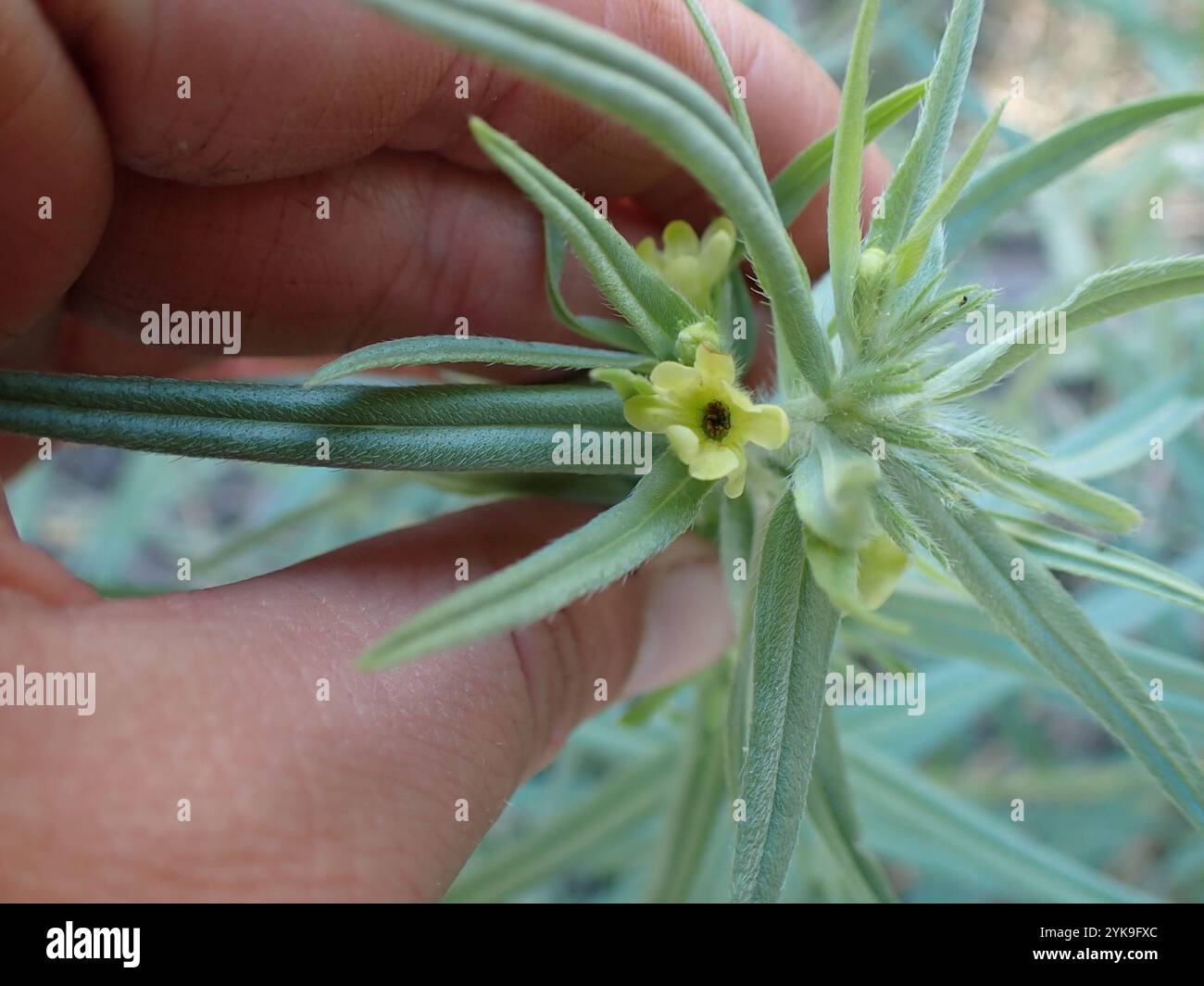 western stoneseed (Lithospermum ruderale Stock Photo - Alamy