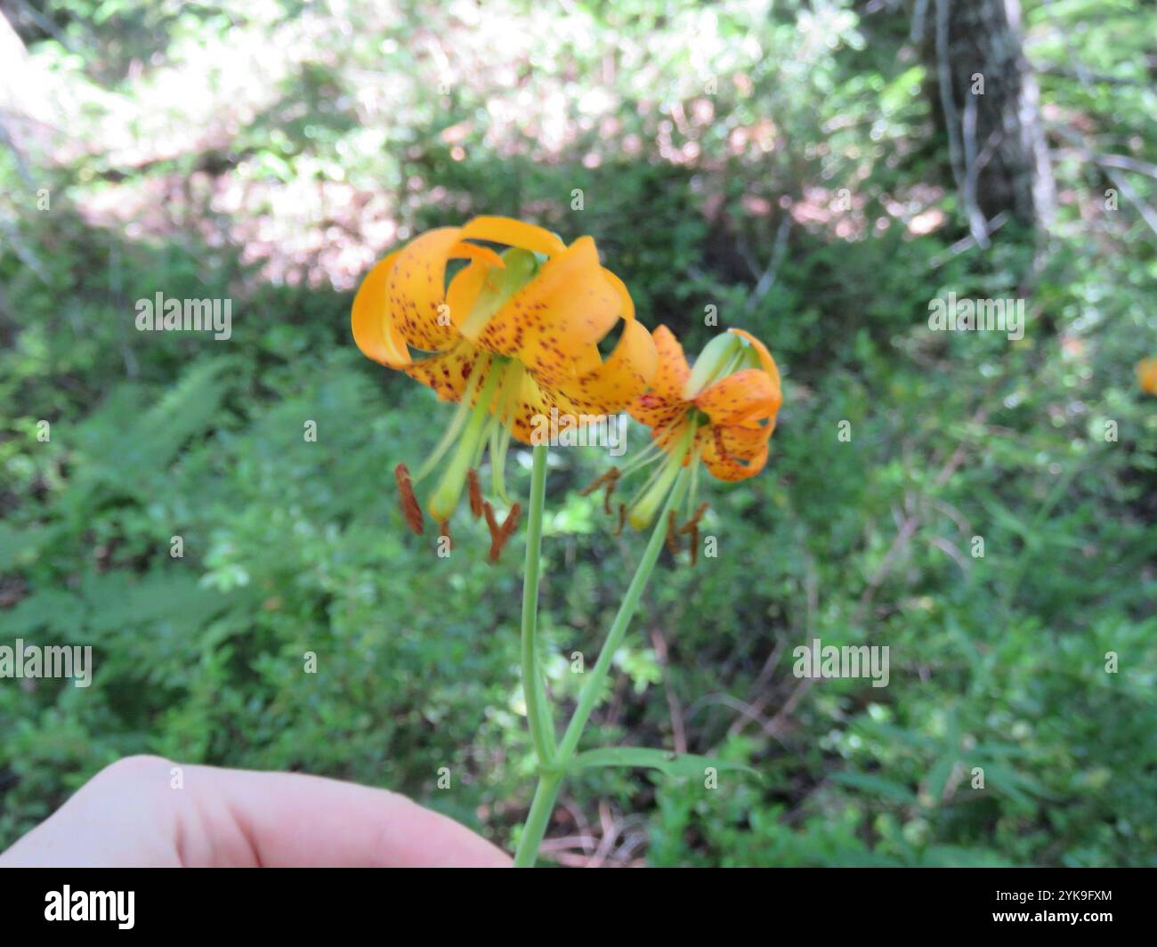 Columbia lily (Lilium columbianum Stock Photo - Alamy