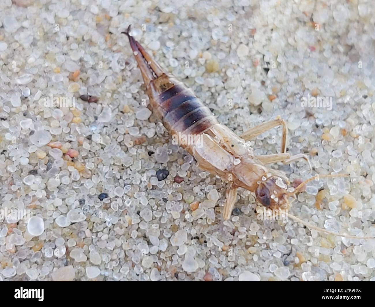 Shore Earwig (Labidura riparia Stock Photo - Alamy