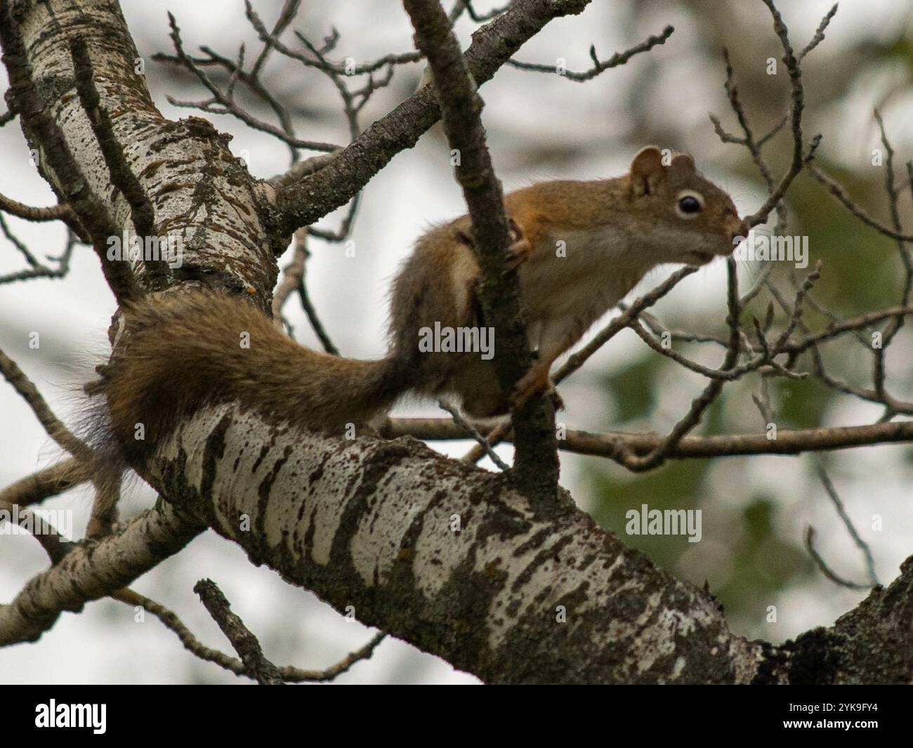 American Red Squirrel (Tamiasciurus hudsonicus Stock Photo - Alamy