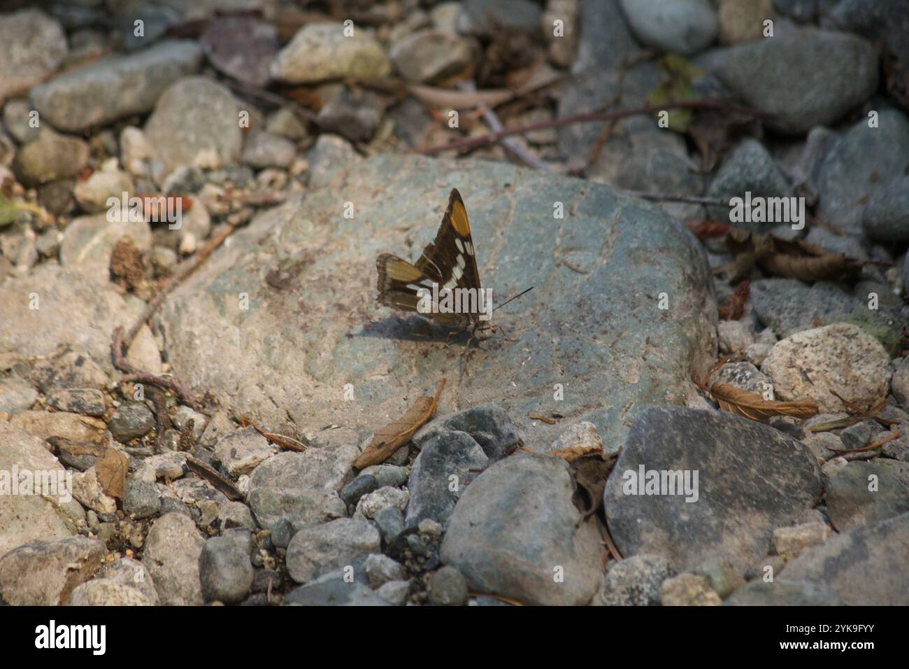 California Sister (Adelpha californica Stock Photo - Alamy