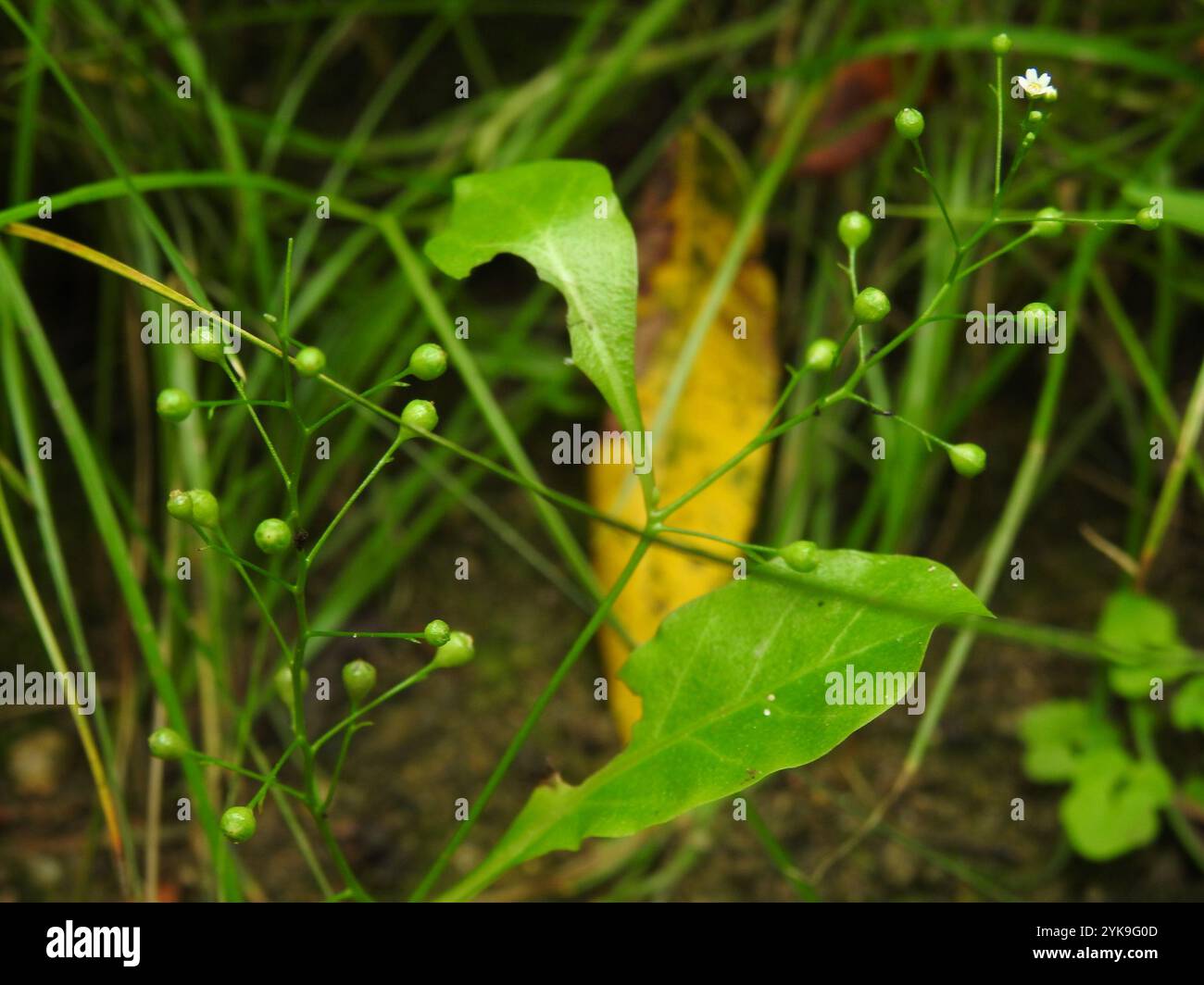 seaside brookweed (Samolus parviflorus Stock Photo - Alamy