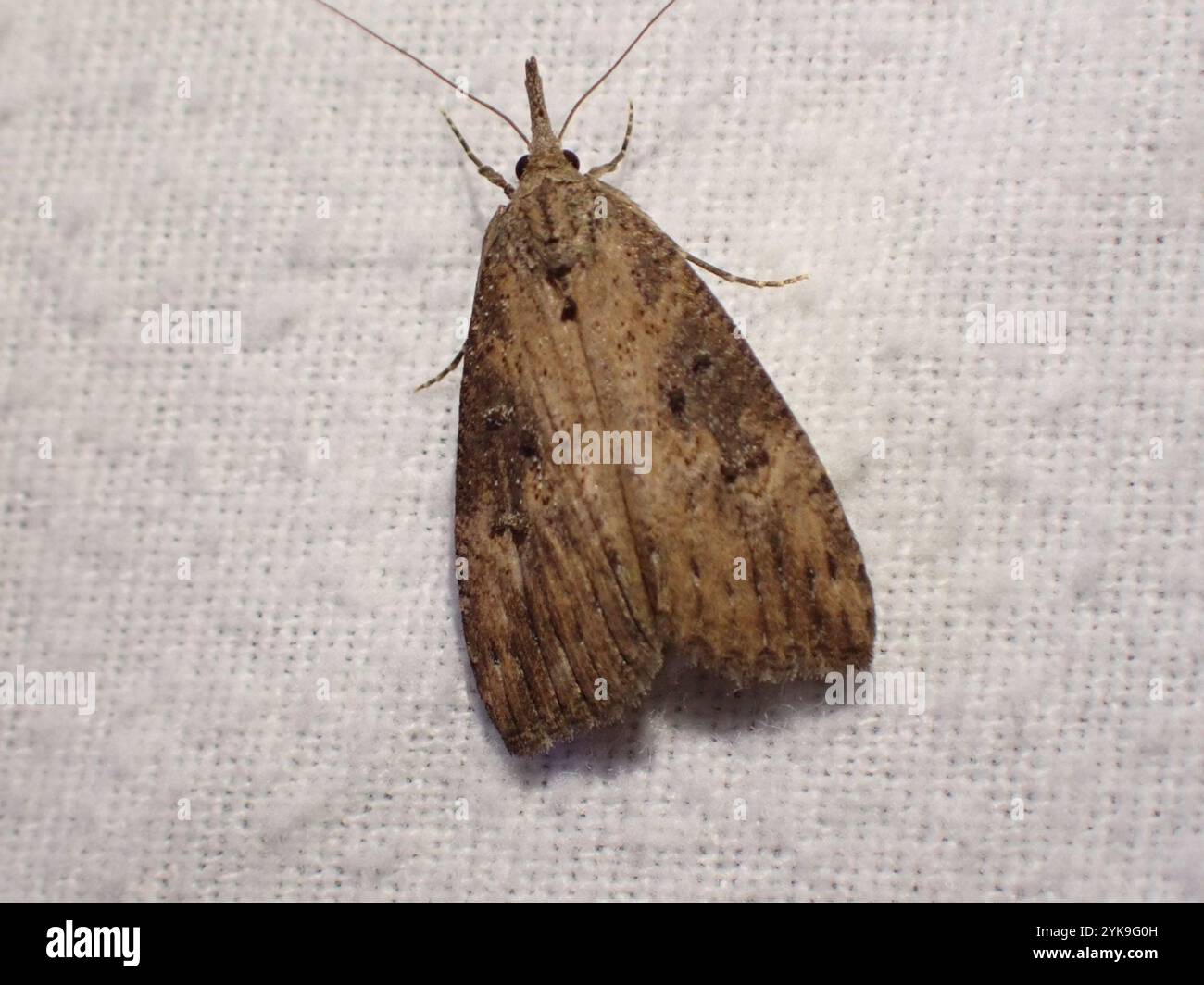 Hop Vine Snout (Hypena humuli Stock Photo - Alamy