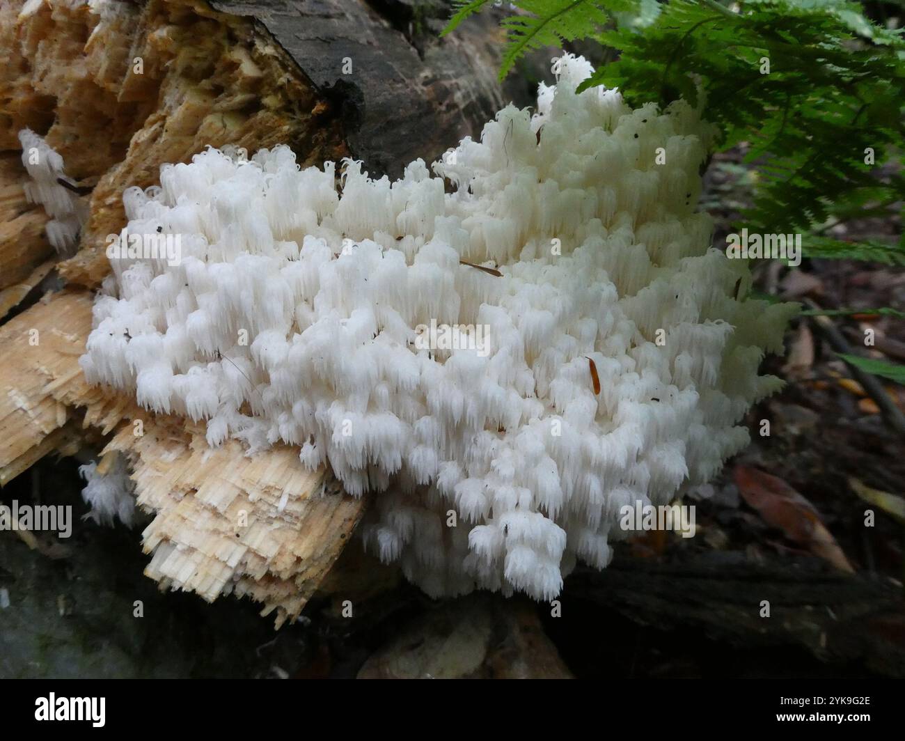 Coral tooth fungus (Hericium coralloides Stock Photo - Alamy