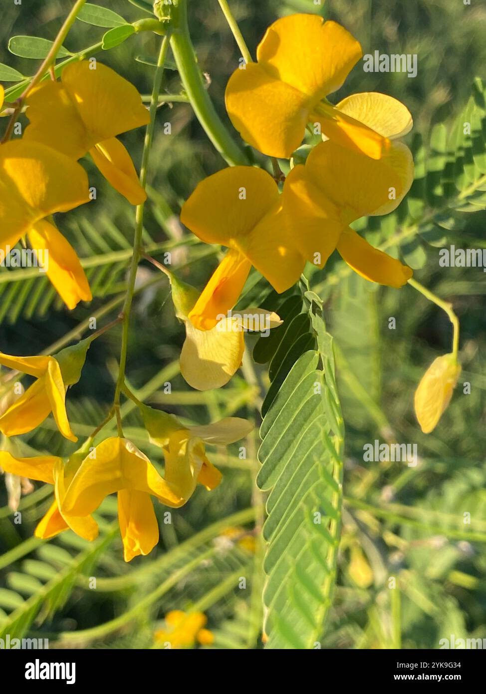 bigpod sesbania (Sesbania herbacea Stock Photo - Alamy