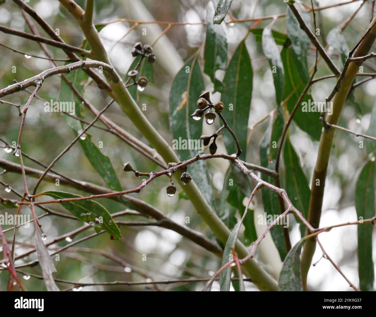 Swamp Gum (Eucalyptus ovata Stock Photo - Alamy