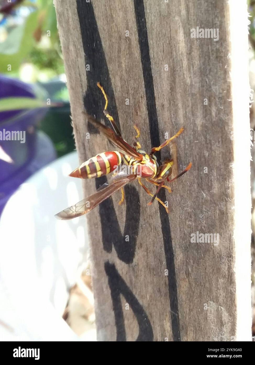 Guinea Paper Wasp (Polistes exclamans Stock Photo - Alamy
