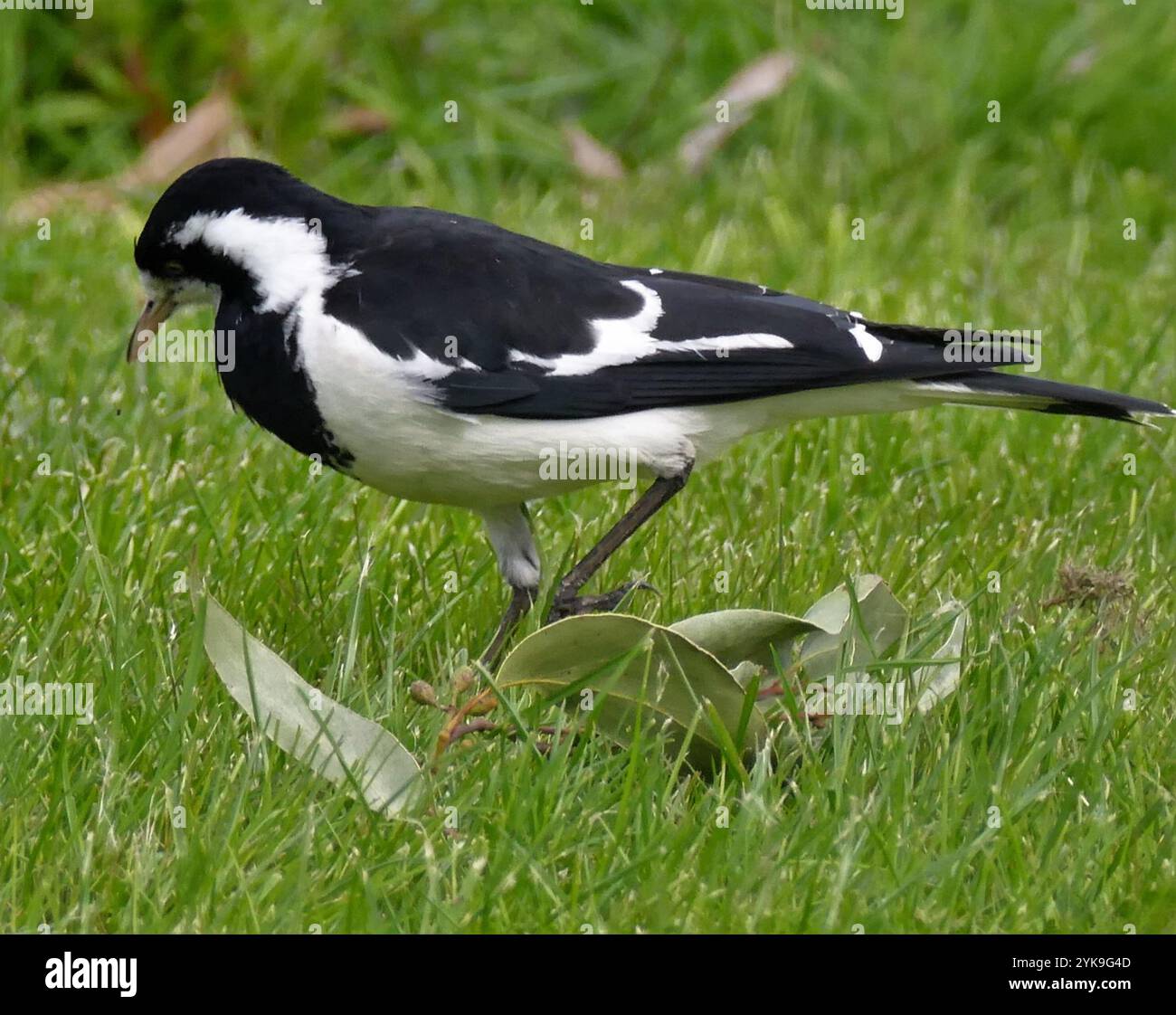 Magpie-lark (Grallina cyanoleuca Stock Photo - Alamy