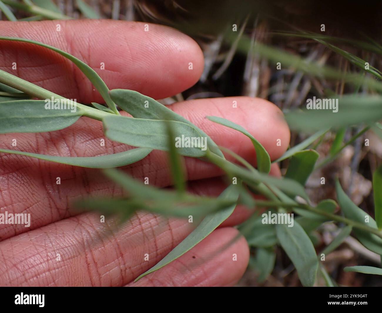 bastard toadflax (Comandra umbellata Stock Photo - Alamy