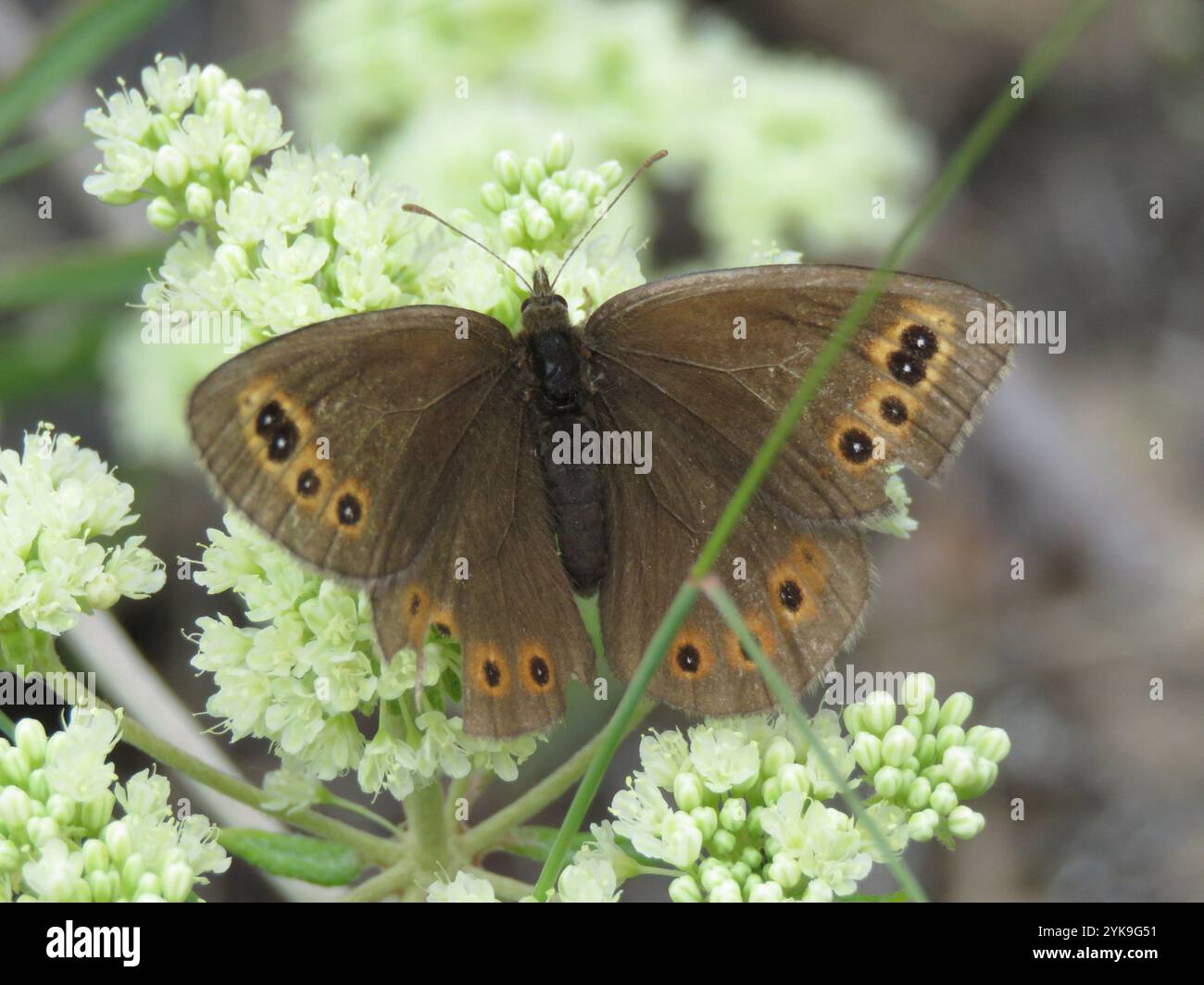 Common Alpine (Erebia epipsodea Stock Photo - Alamy