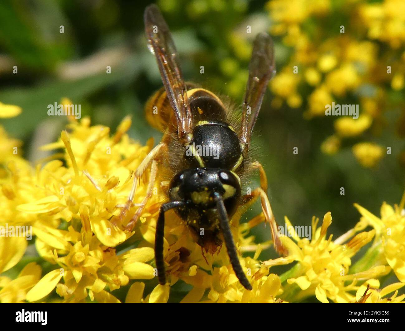 Alaska Yellowjacket (Vespula alascensis Stock Photo - Alamy