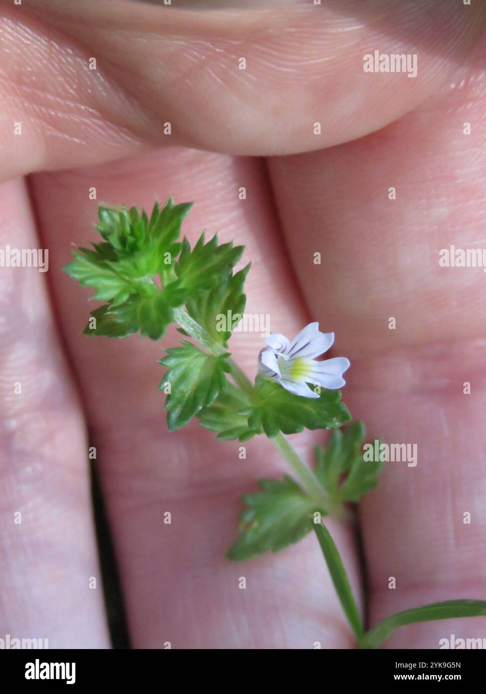 Common Eyebright (Euphrasia nemorosa Stock Photo - Alamy