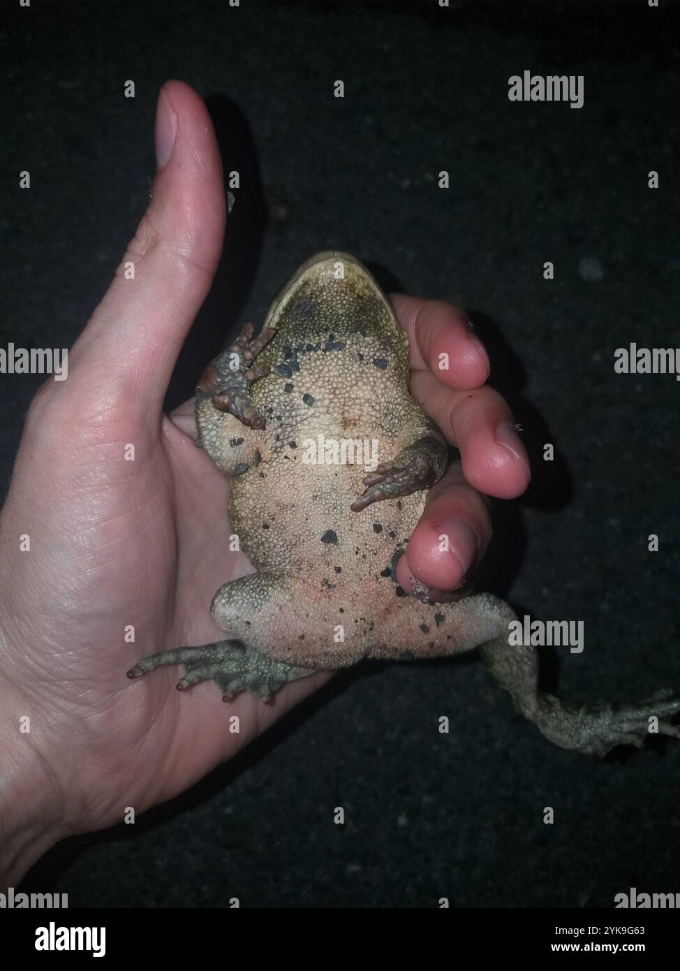 Western Leopard Toad (Sclerophrys pantherina Stock Photo - Alamy