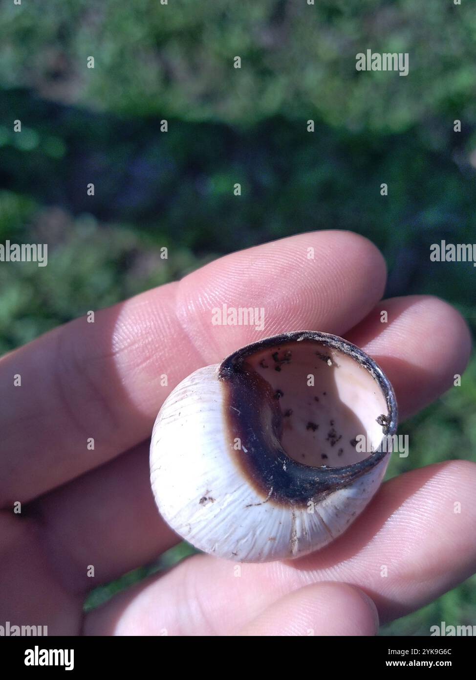 Brown-mouthed Helix (Helix melanostoma Stock Photo - Alamy