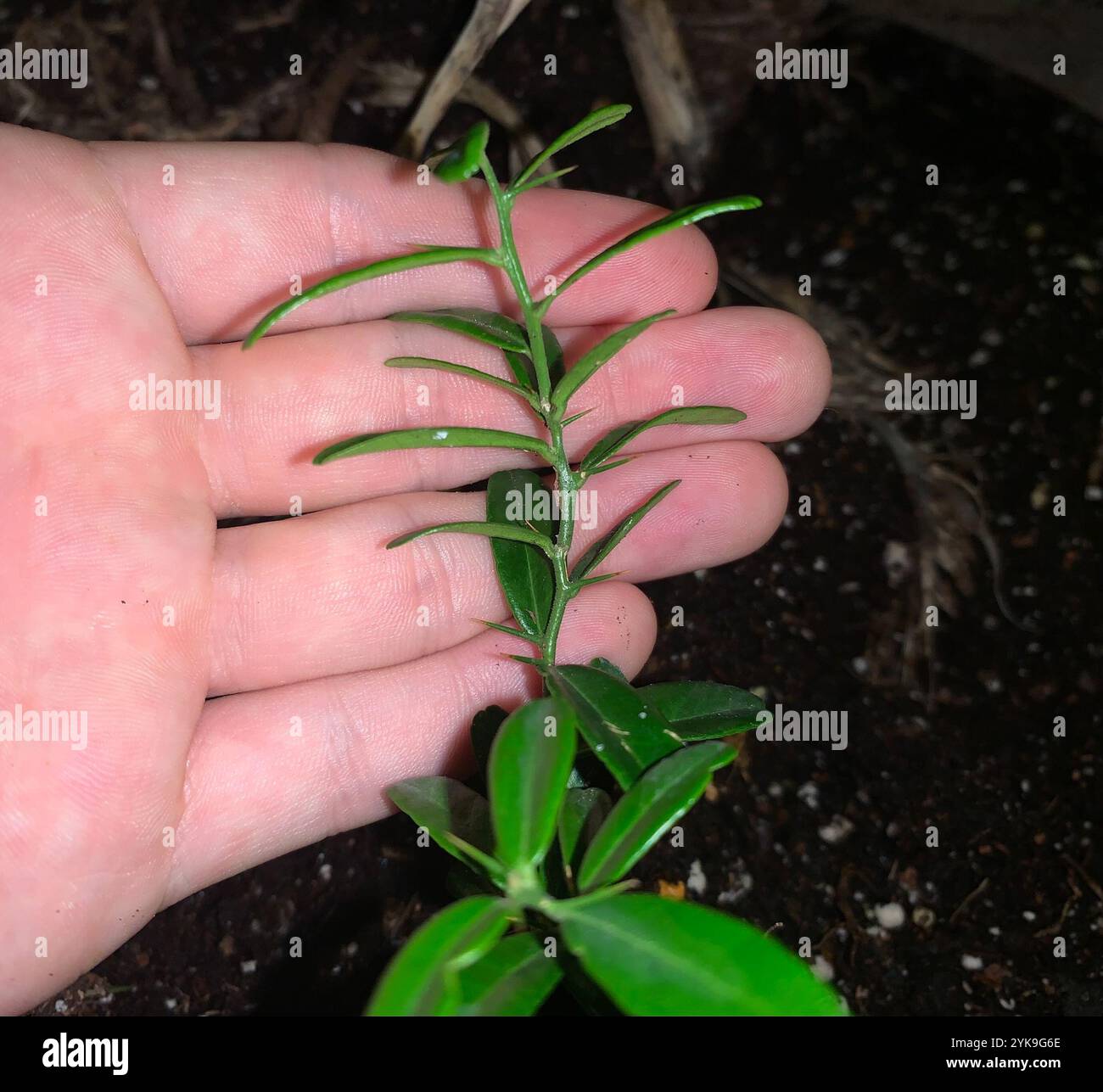 Chinese box-orange (Atalantia buxifolia Stock Photo - Alamy